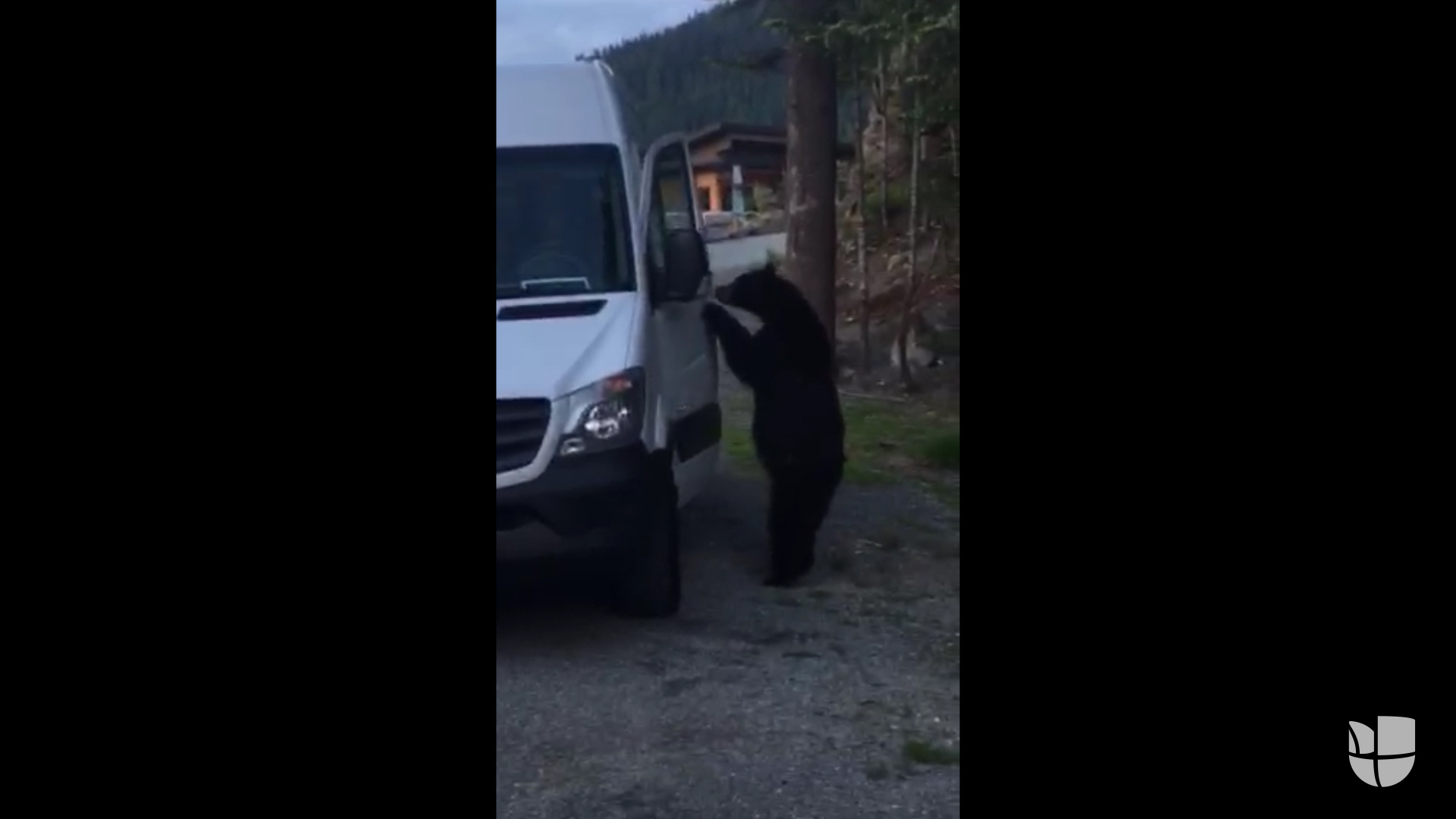 Oso negro trata de aprender a conducir durante un evento de Mercedes ...