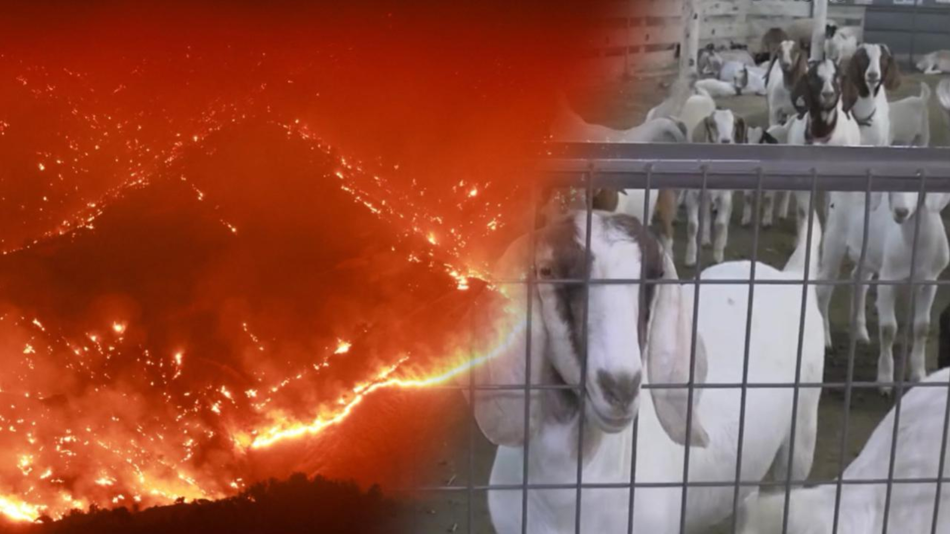 Incendio June Lightning Complex: en este refugio puedes proteger a tus ...