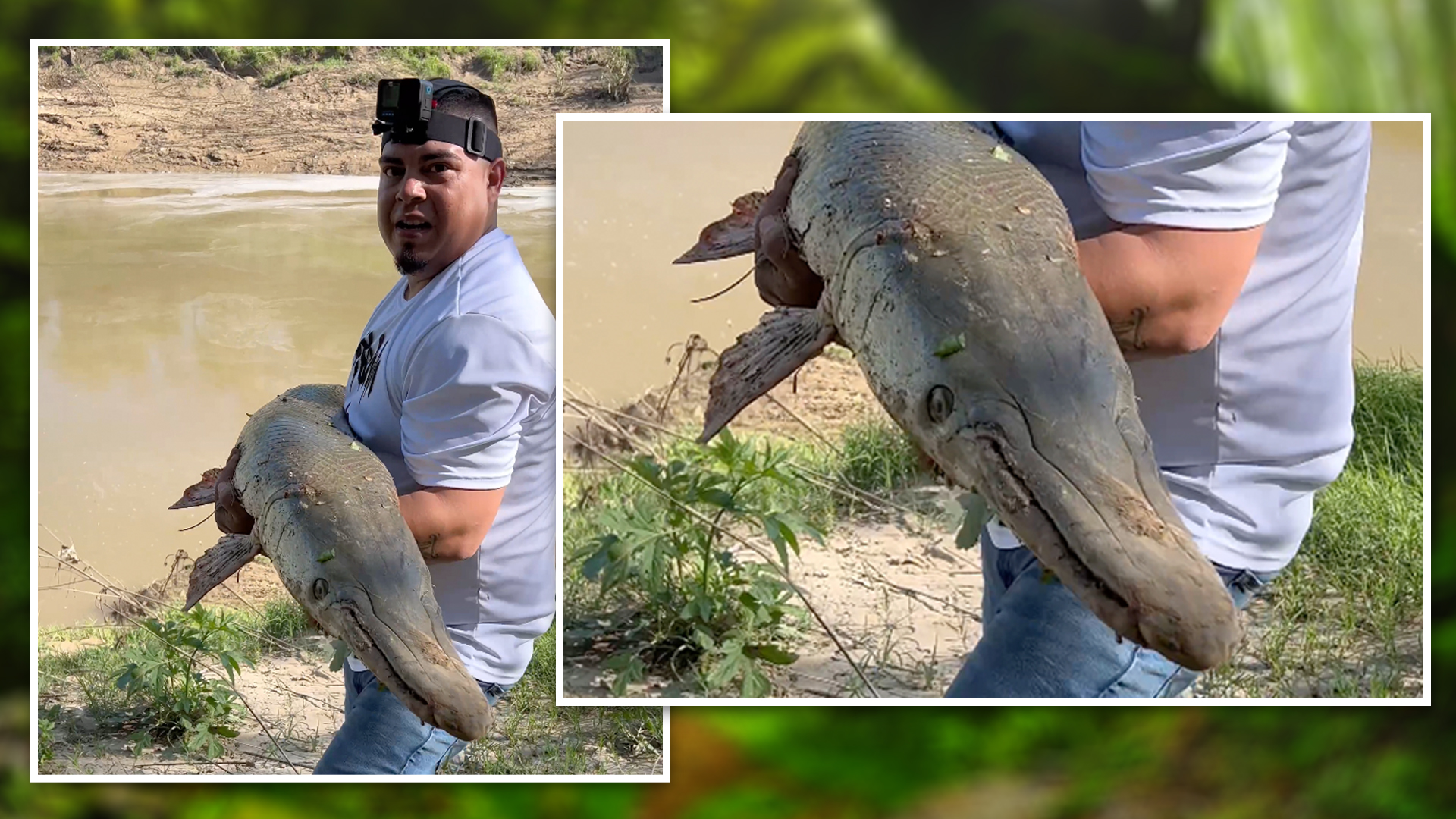 Video: Atrapan en el río Trinity en Dallas, un asombroso pez dinosaurio ...