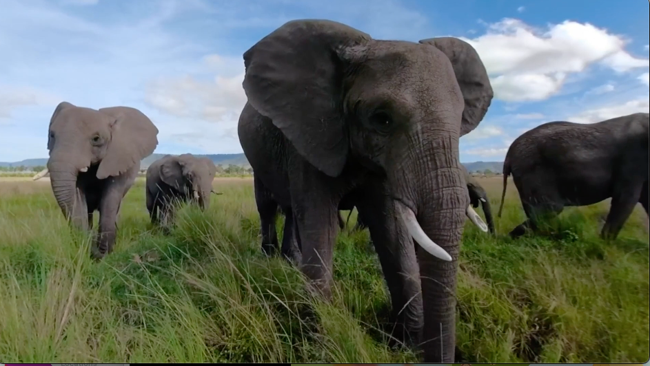 ¿Cómo puedes involucrarte en la conservación de la vida silvestre en ...