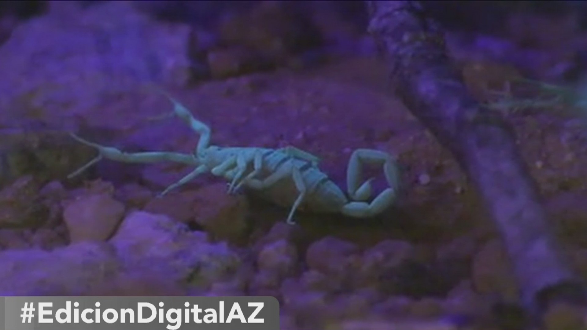Inicia la temporada de alacranes en Arizona | Video | Univision Phoenix ...