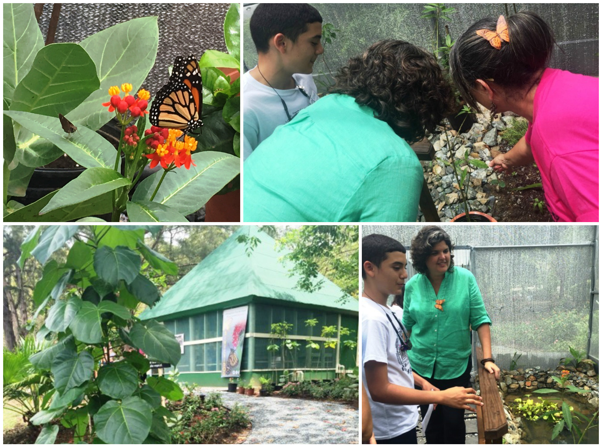 Inauguran mariposario en Puerto Rico | Fotos | Univision Puerto Rico ...