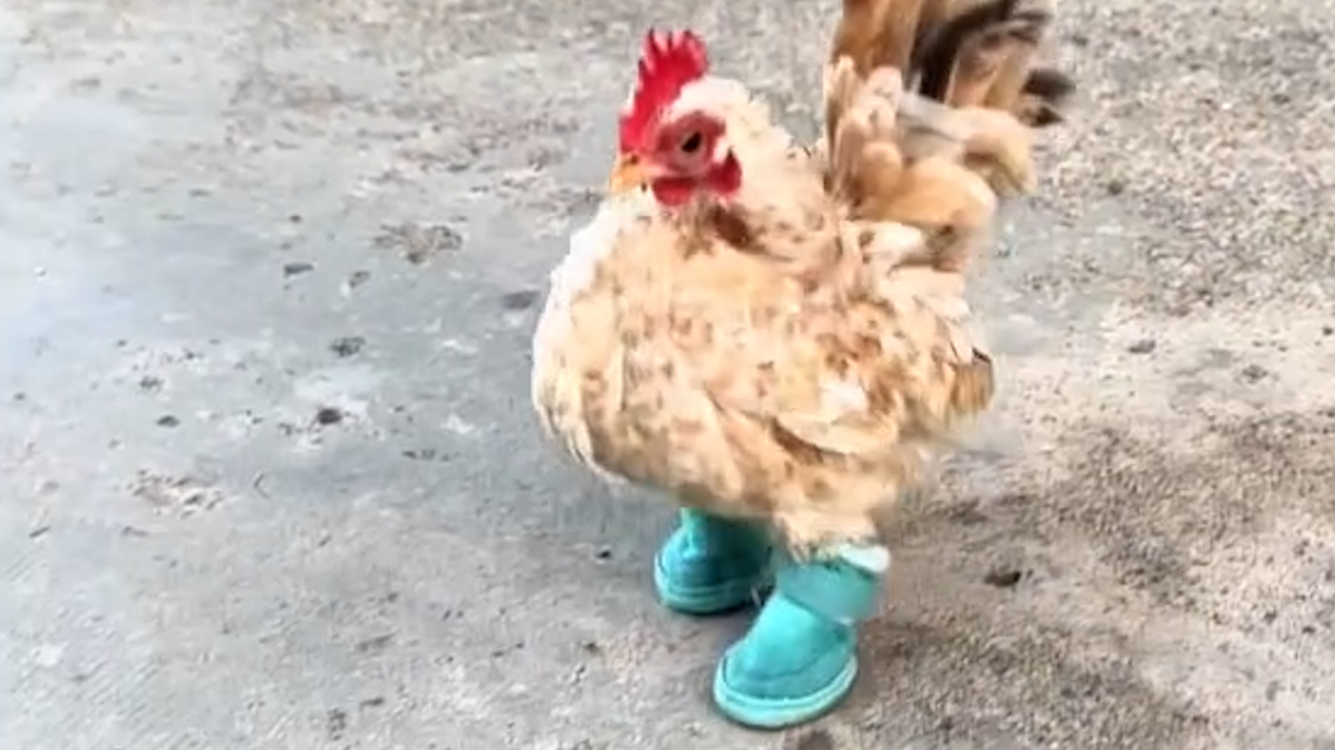 Un pollo con 64 pares de zapatos: el animal tiene una condición que le ...