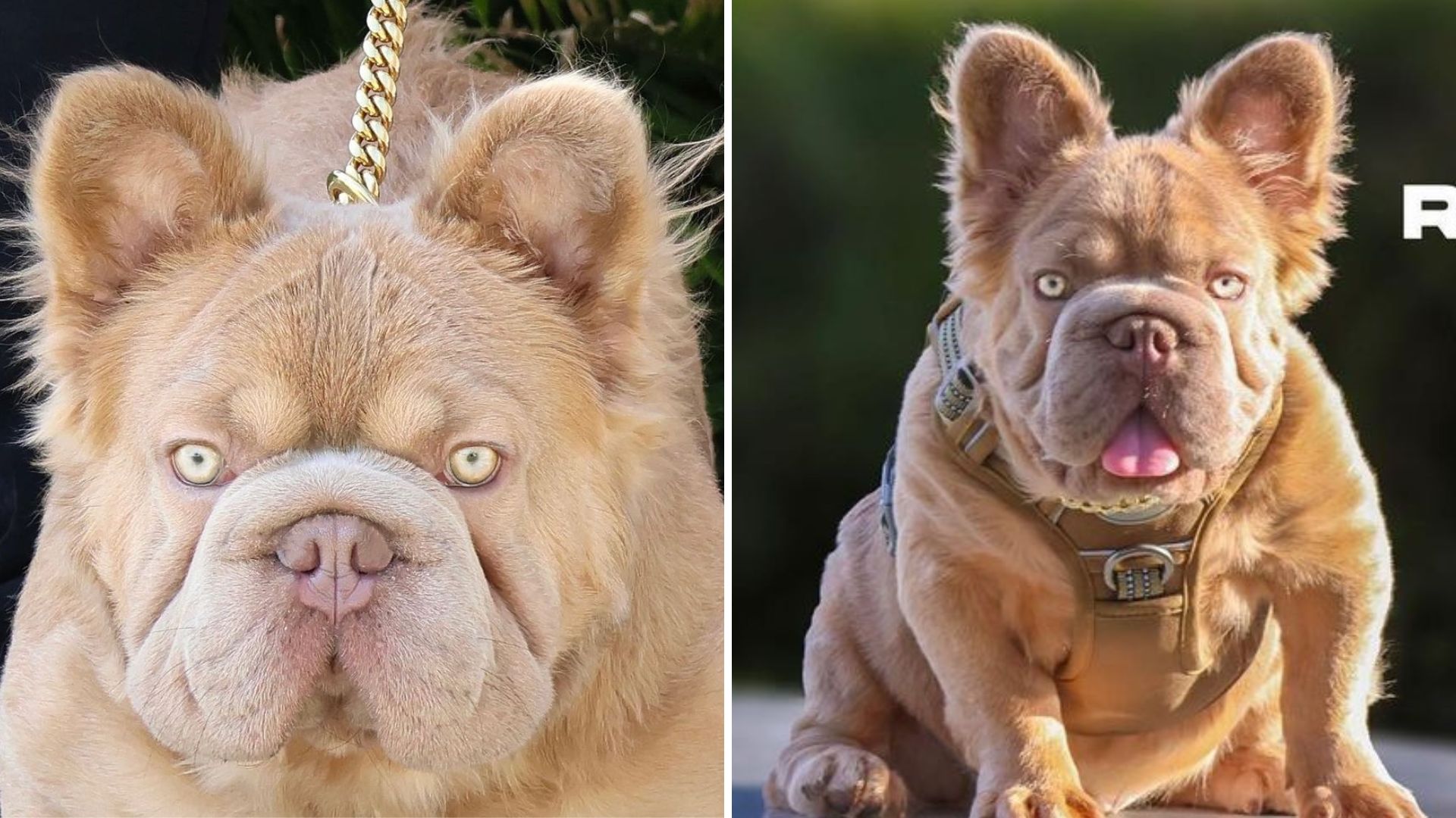 Rope Daddy, el bulldog francés que tiene una dieta, que incluye yogurt ...