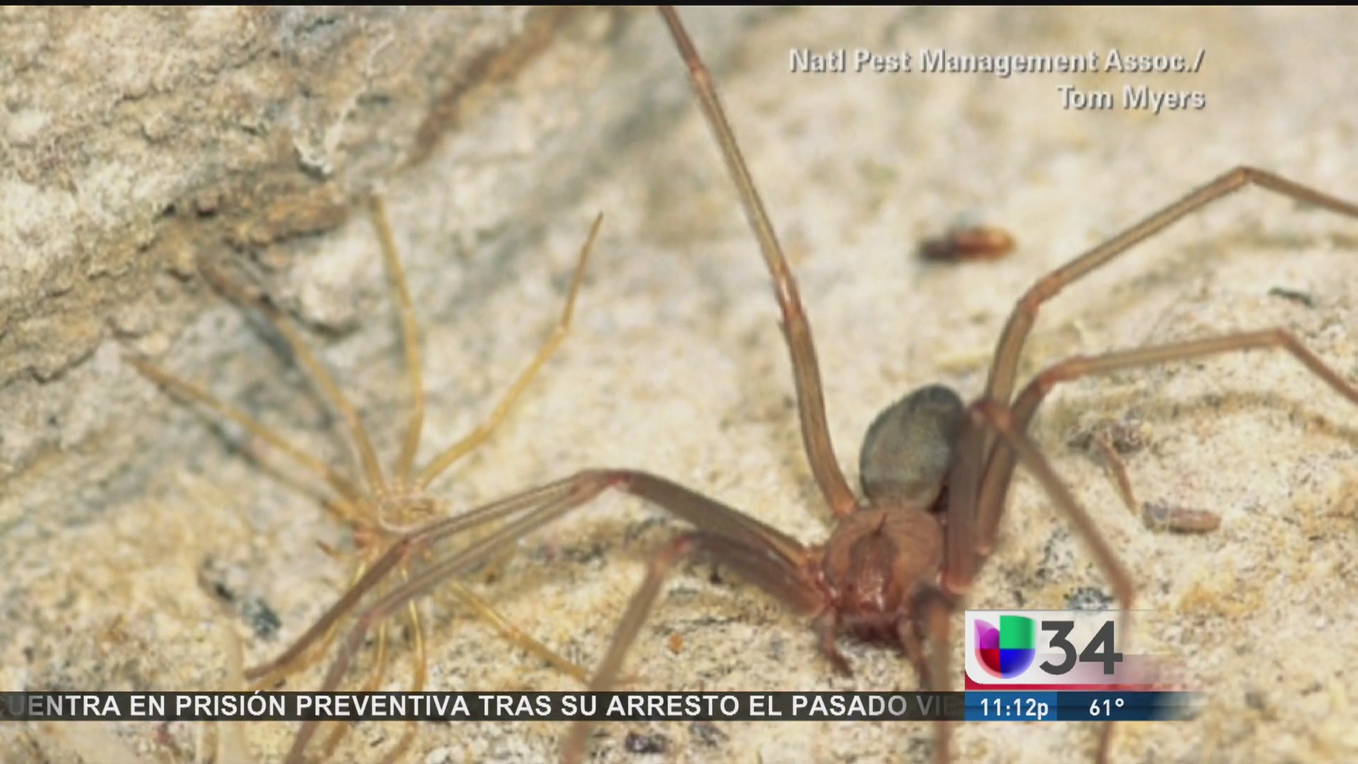 ¿Sabe qué hacer si lo pica un insecto venenoso? | Video | Univision 34 ...