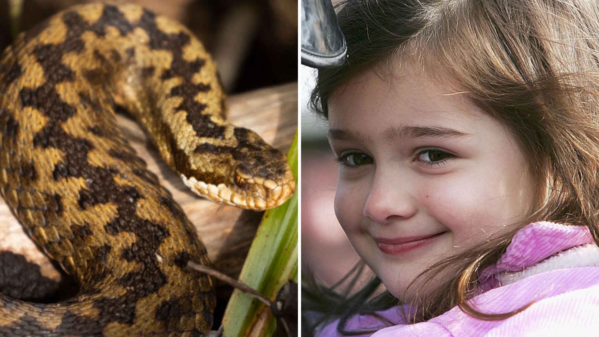 Niña de 2 años mordió a una serpiente que la atacó e inspiró divertidos ...