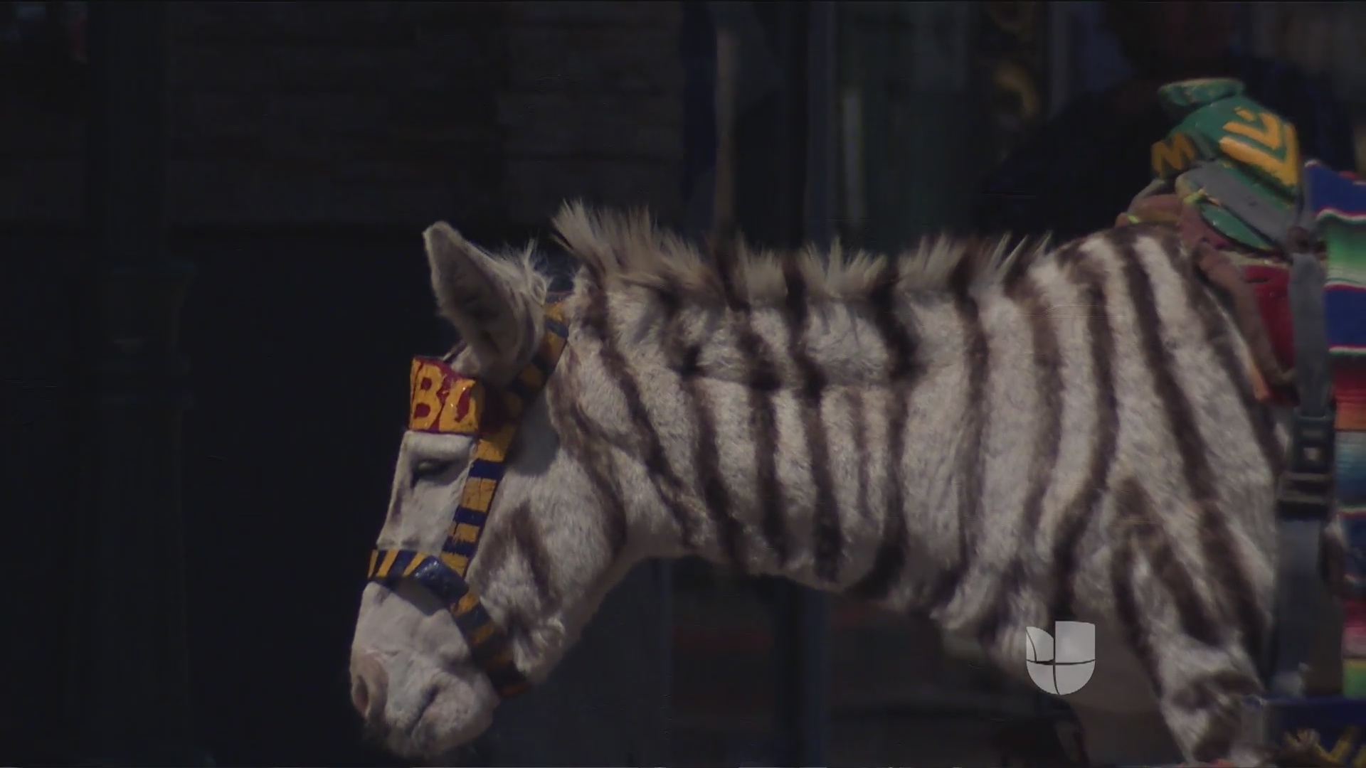 Lánzate con nosotros a la cruzada por salvar al Burro-Cebra, tradición ...