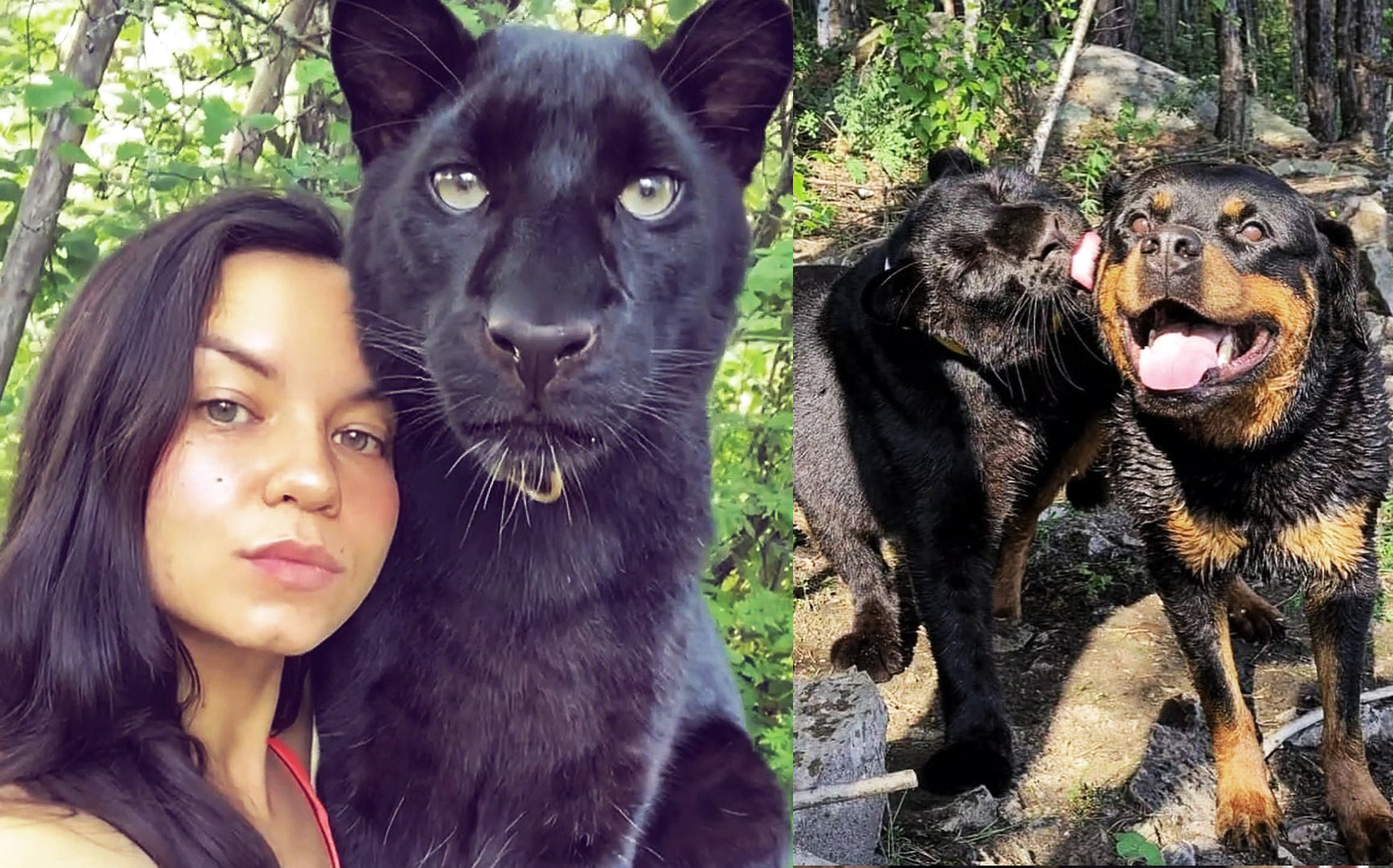 Chica adopta una cría de pantera a punto de morir, el amor que se ...