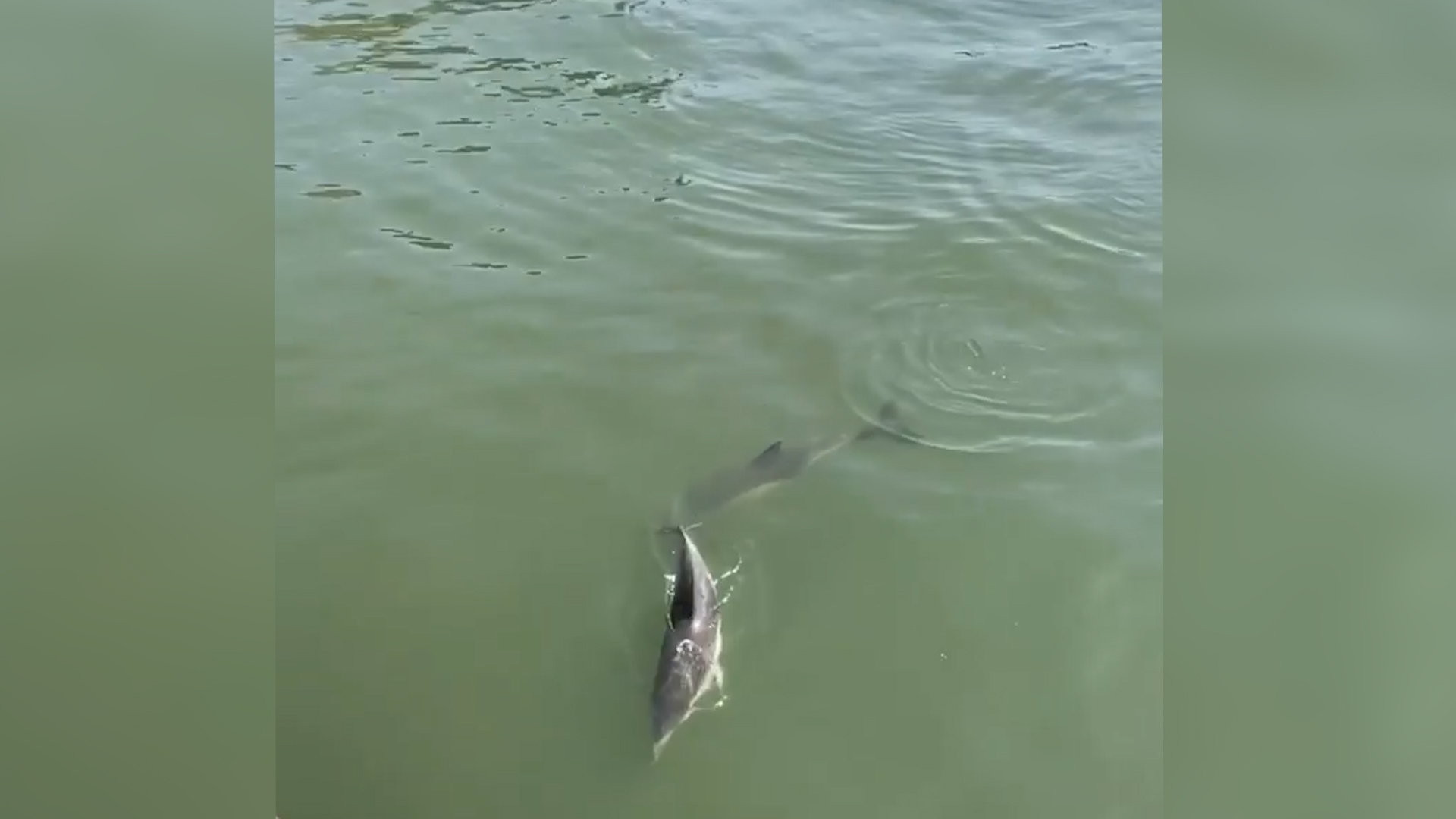 Captan a trío de delfines nadando en el East River de NYC | Video ...