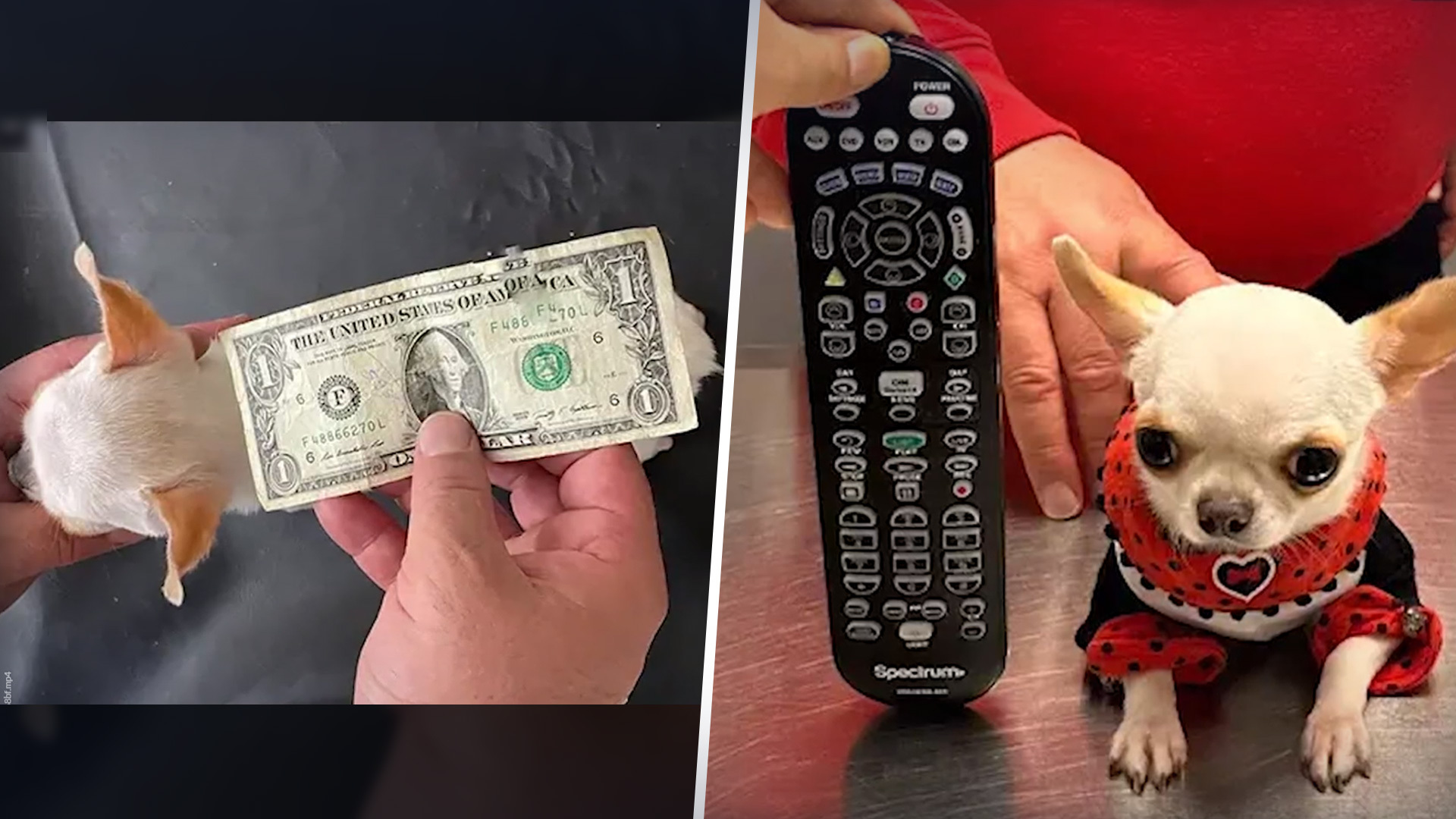 Pearl, la perra más pequeña del mundo que mide casi lo mismo que un ...