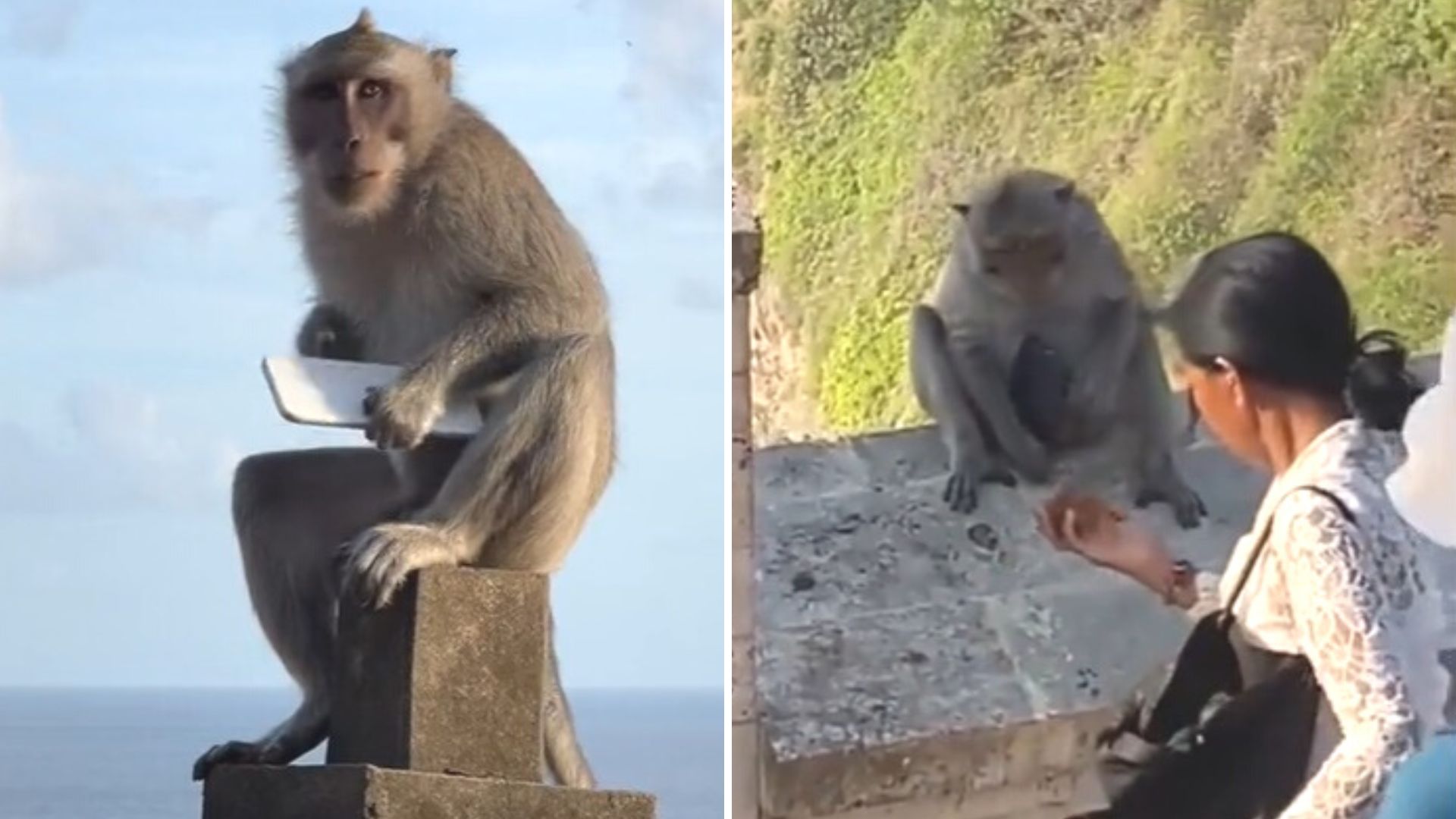Mono roba celular a una mujer y le pide comida para devolvérselo: video ...