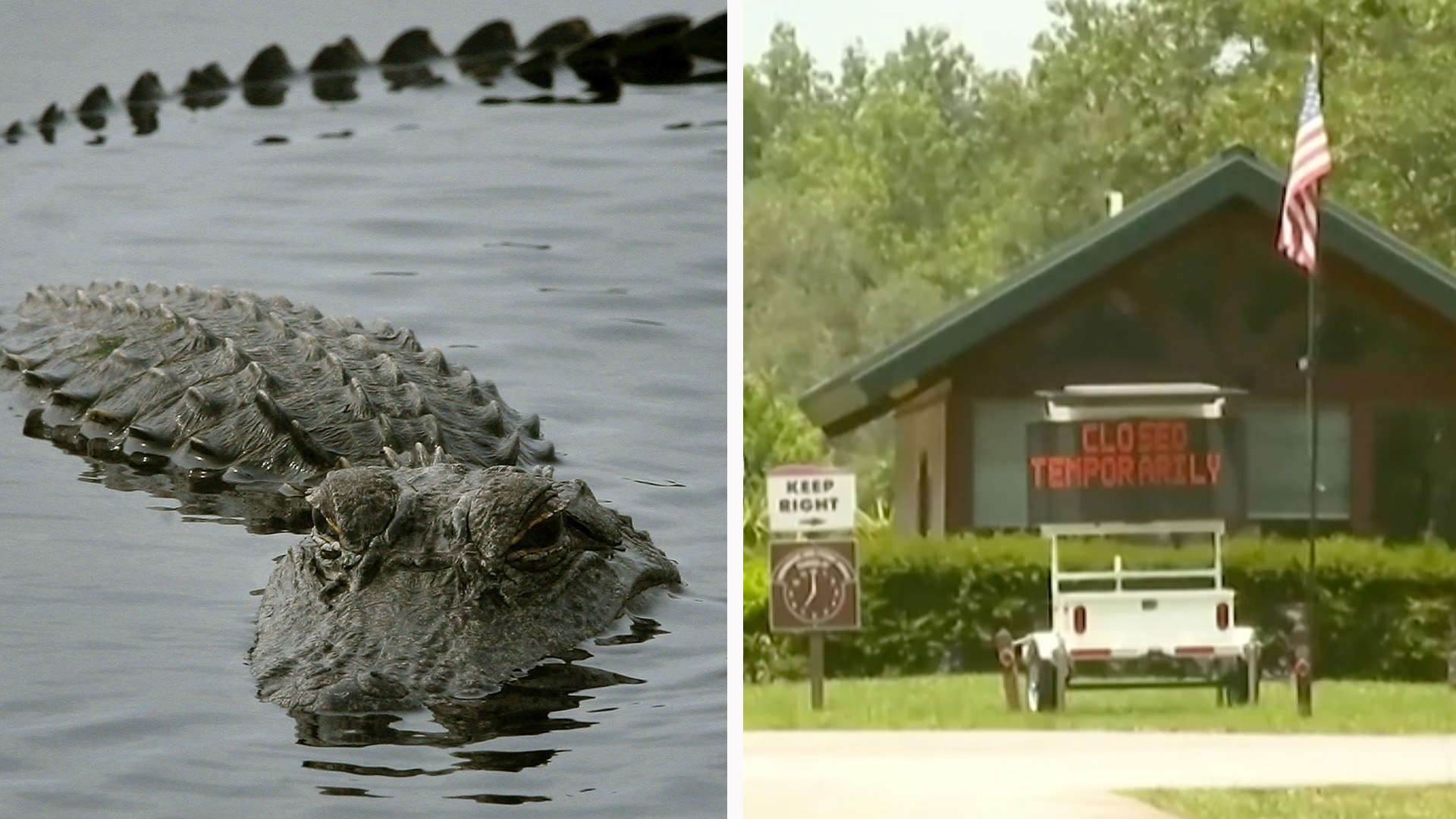 Caimán ataca a bañista en Alexander Springs en el Ocala National Forest ...