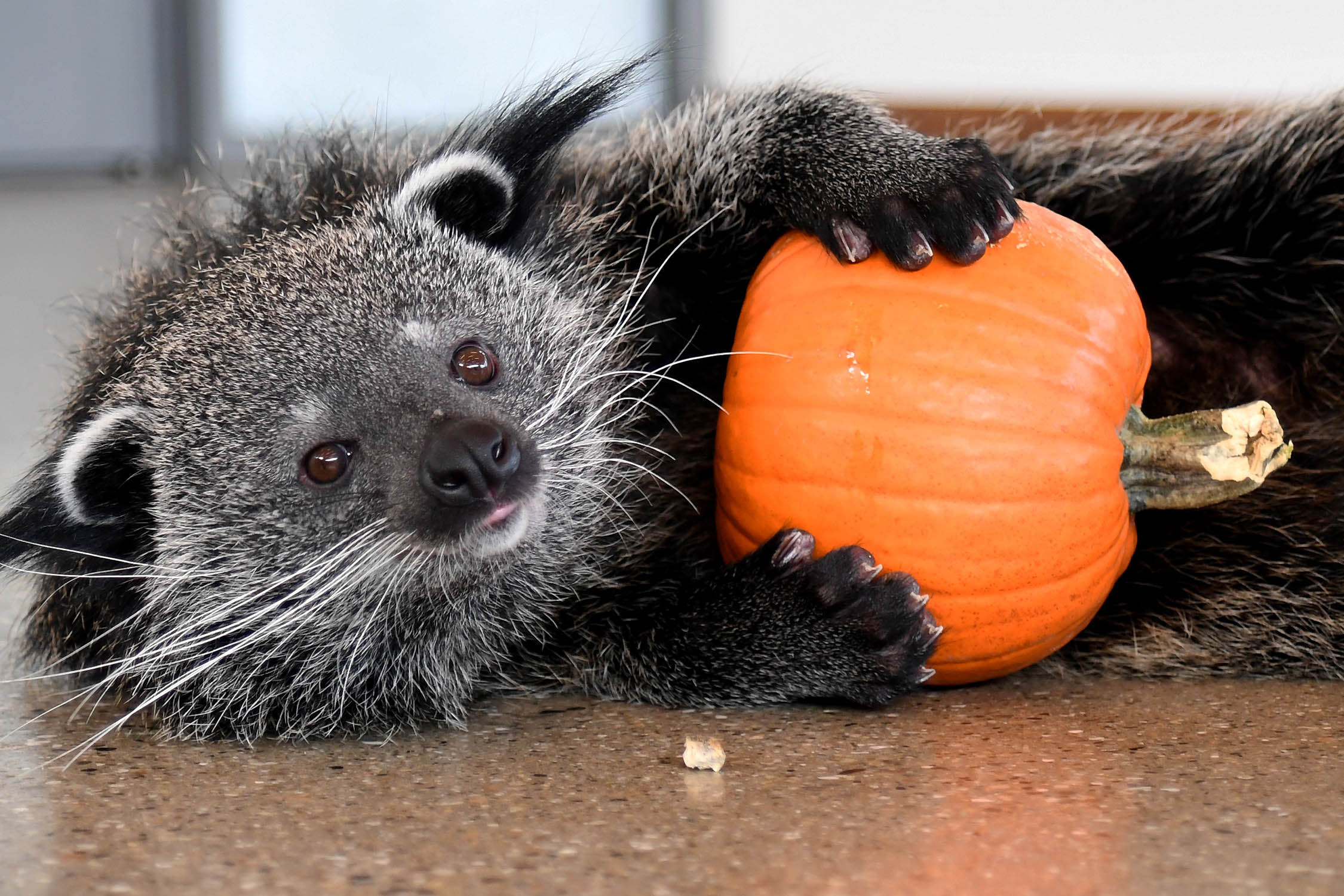 Animales del zoológico de Brookfield disfrutaron de calabazas de Halloween