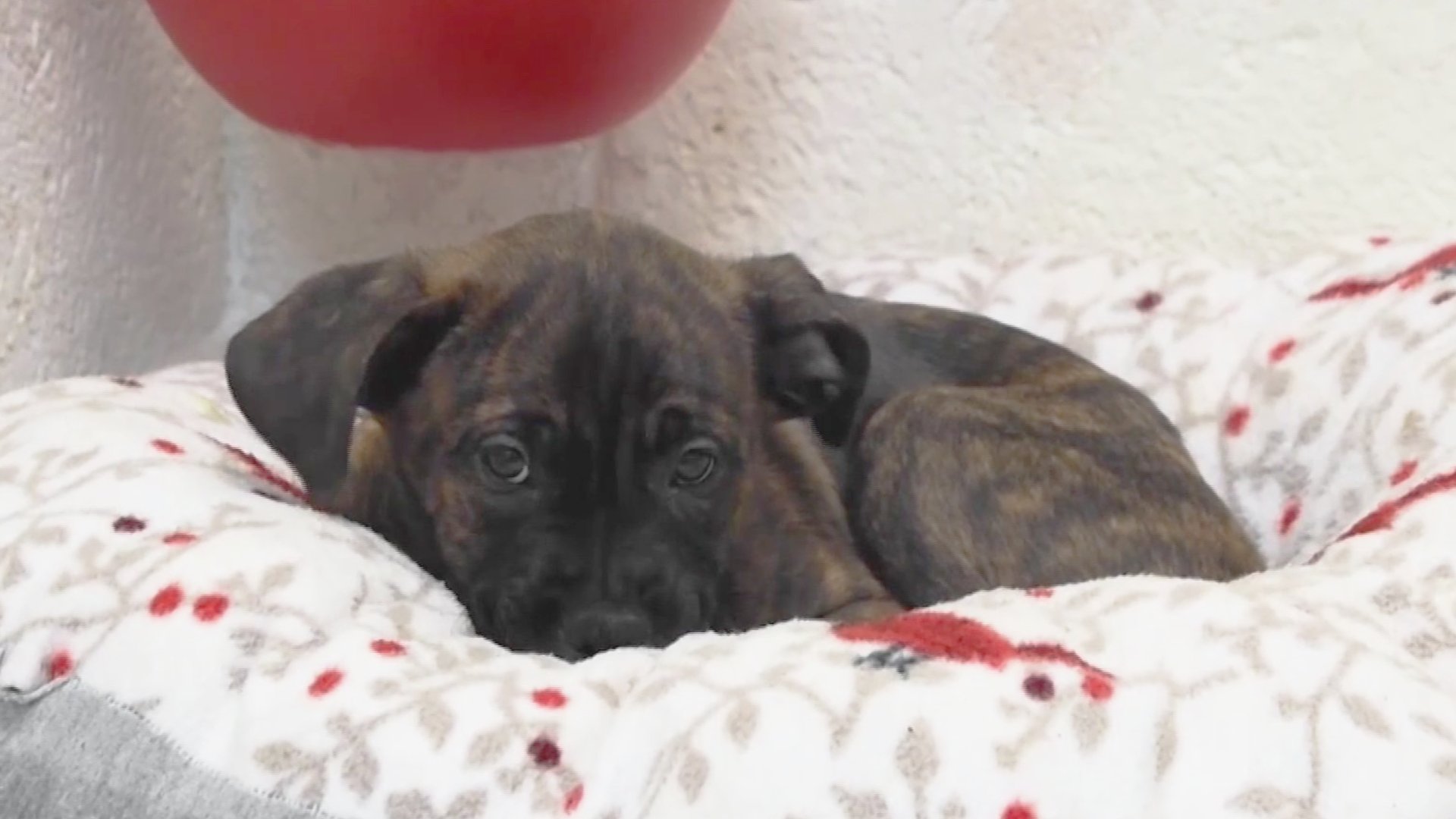 El perro es el mejor amigo del hombre, y los amigos no se compran ...