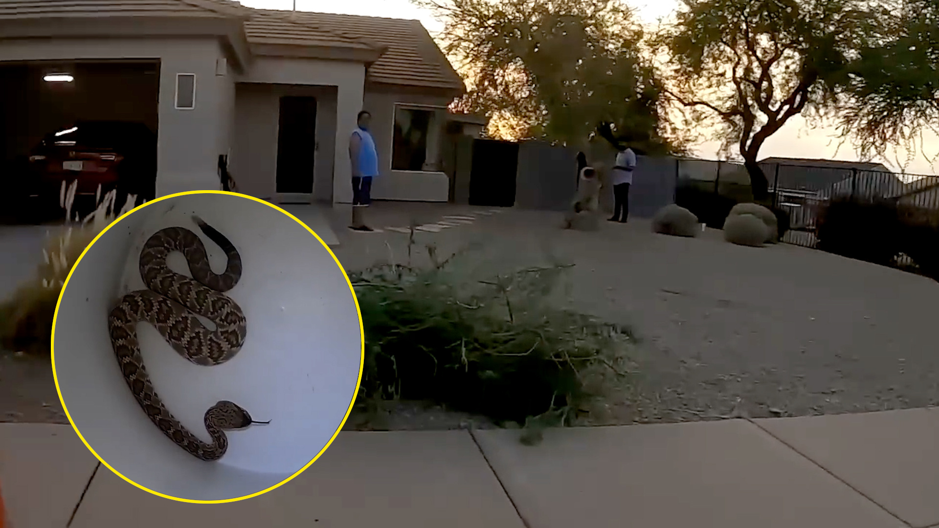 Serpiente de cascabel de cola negra sorprende a un vecindario con lo ...