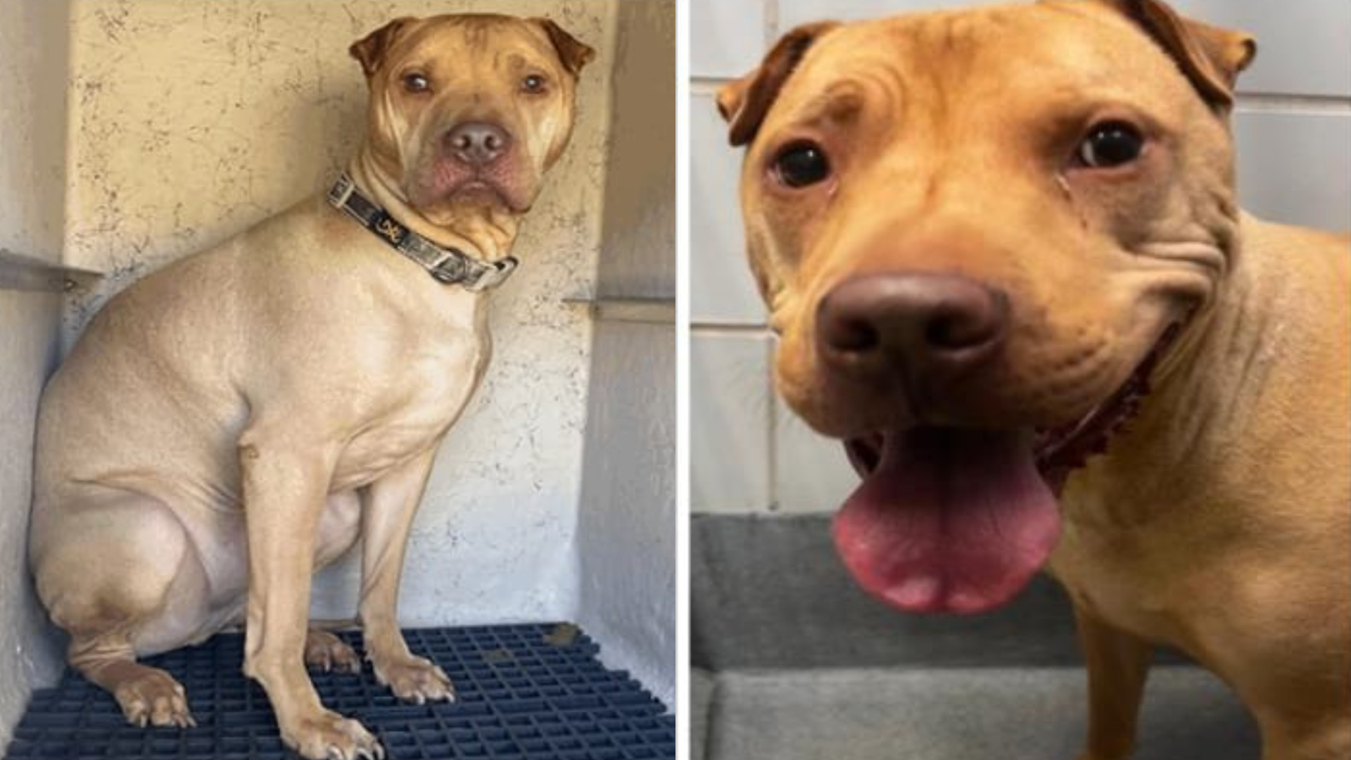 Familiar pide ayuda para adoptar a perro de Sheila Jo Portillo, quien ...