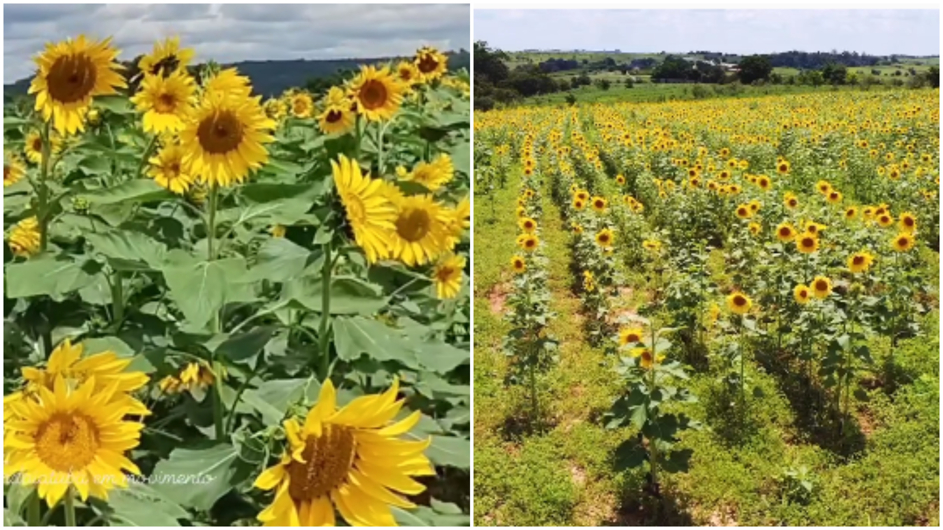 Campo de girassóis em São Paulo: espaço com mais de 50 mil flores fica ...