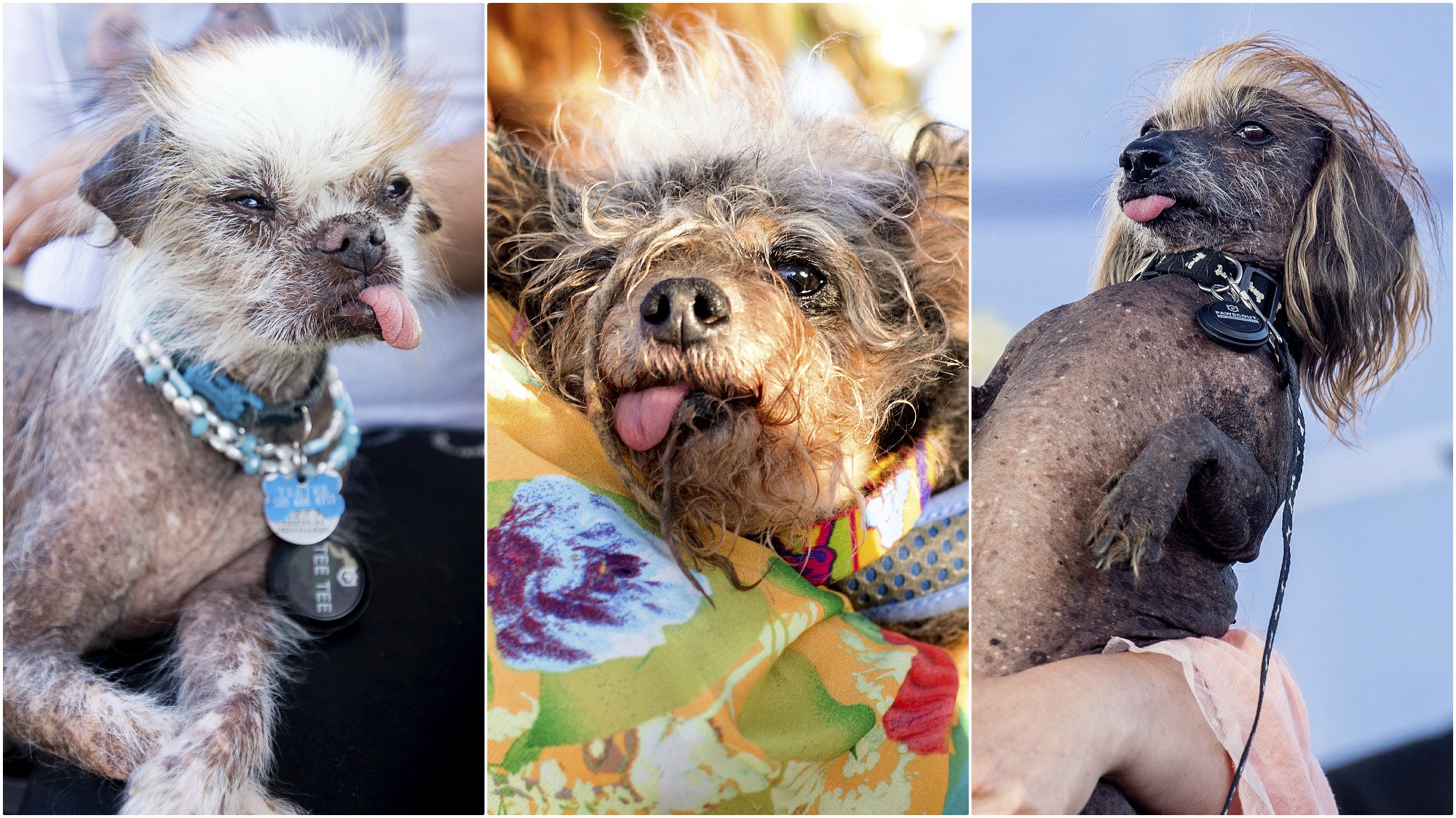 De las calles a la pasarela: los perros más feos del mundo le robaron ...