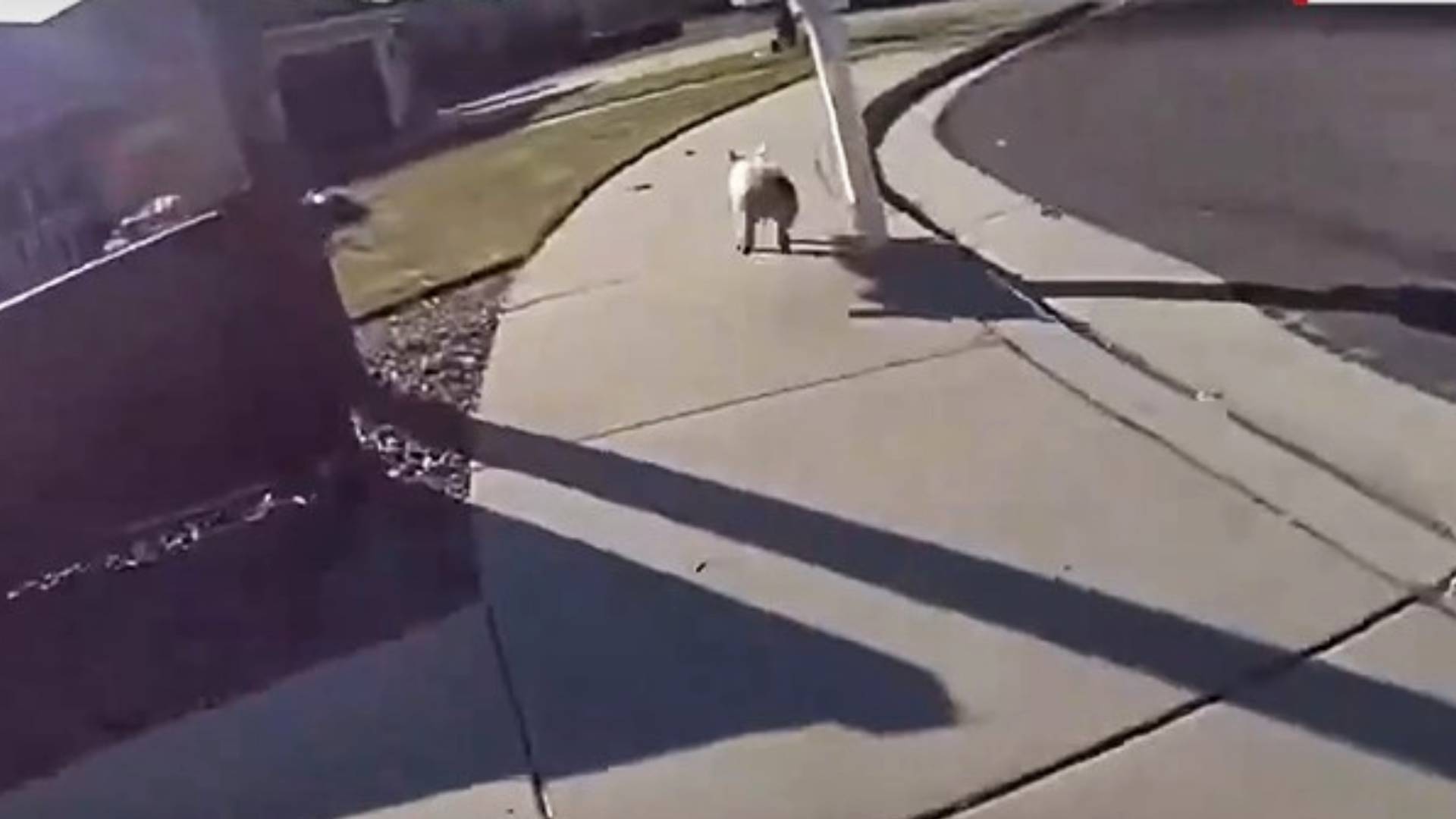 Wilbur, el cerdito que puso a correr a policías de Springville, Utah ...