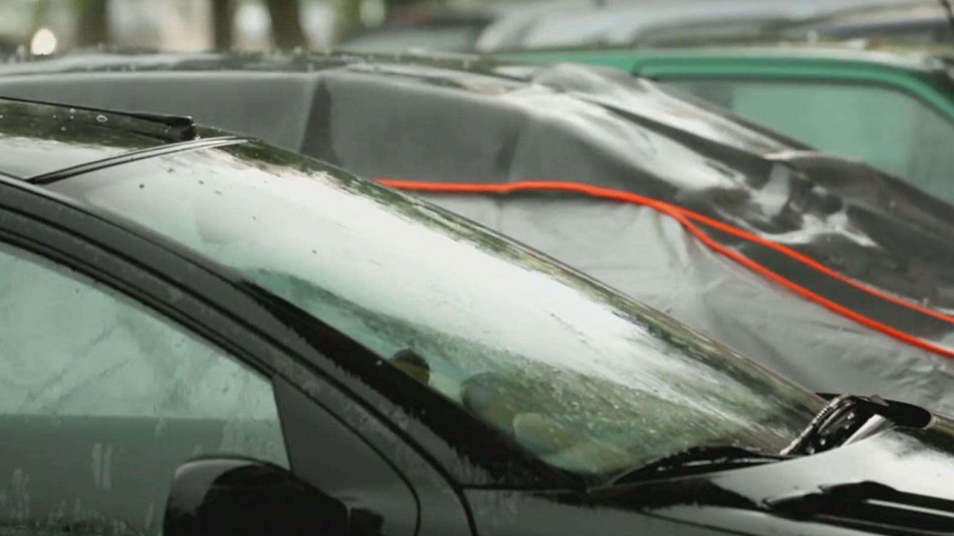 Recomendaciones para proteger tu auto de daños producidos por caída de ...