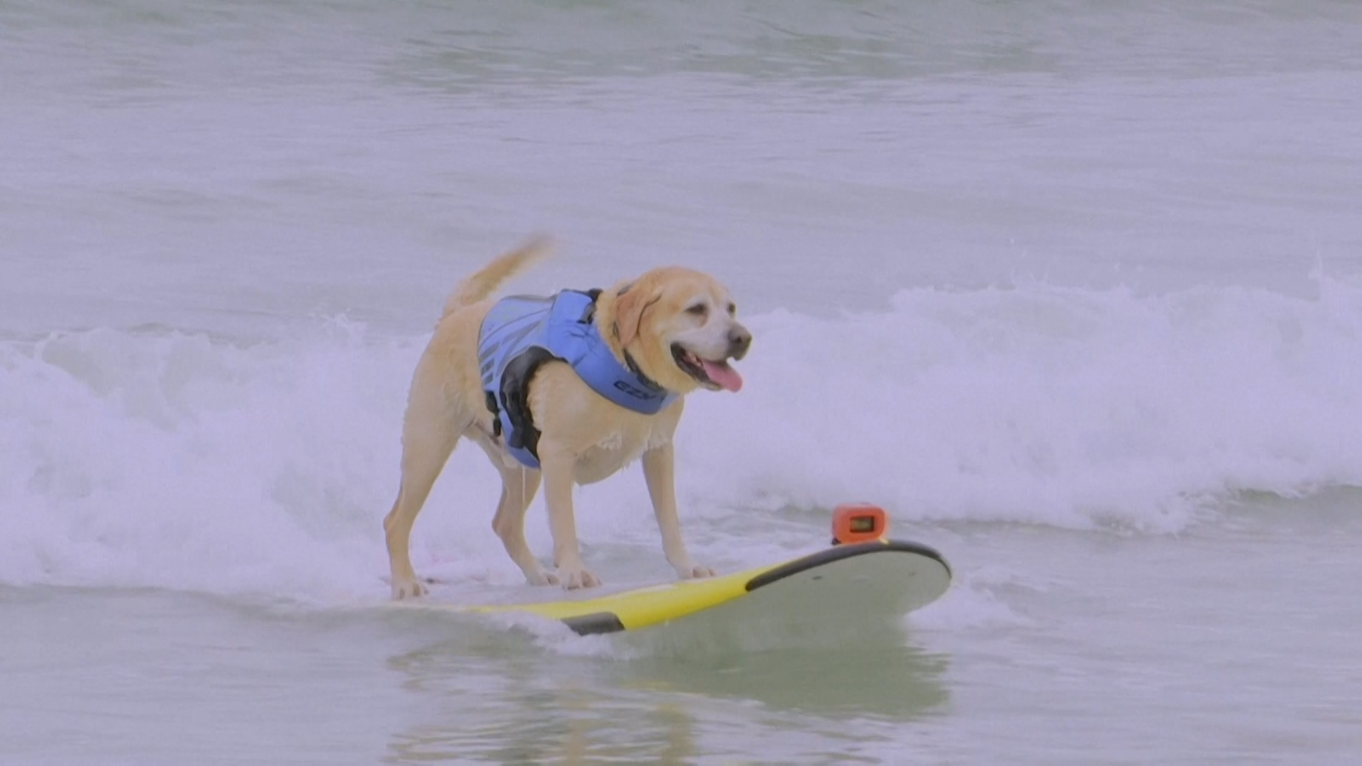 Perros y olas de mar: el campeonato mundial de surf más adorable que ...