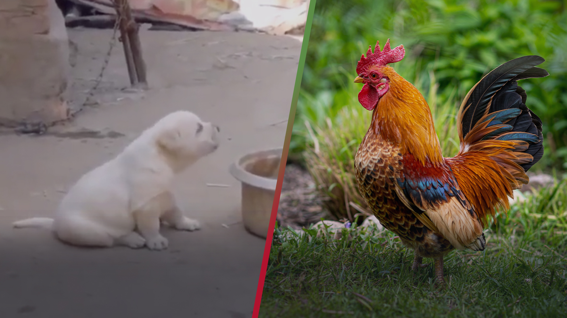 Perro que creció con gallos aprende a 'cantar' como las aves en su ...