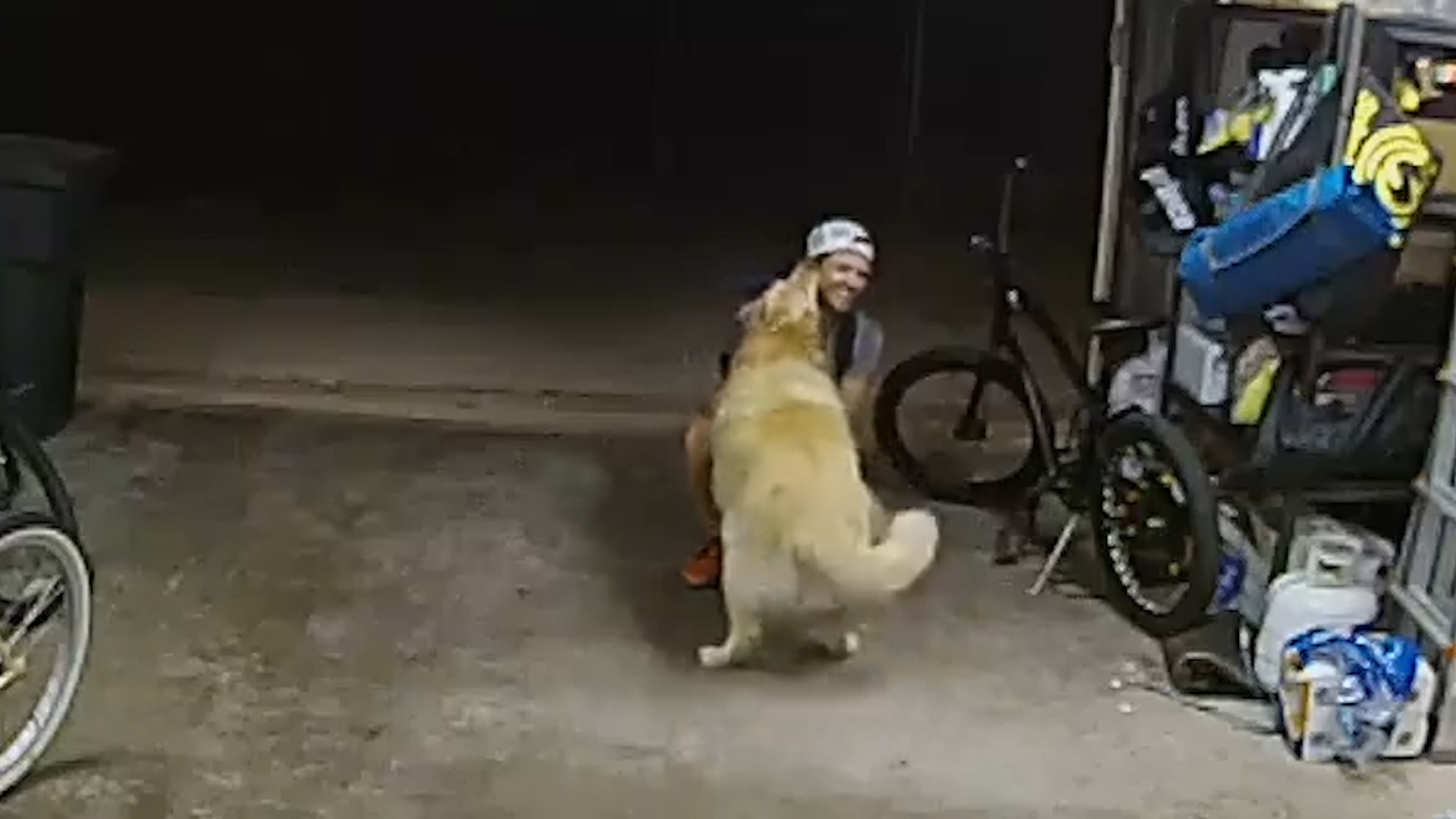 Este perro se hizo amigo del ladrón que entró a su casa | Noticias ...