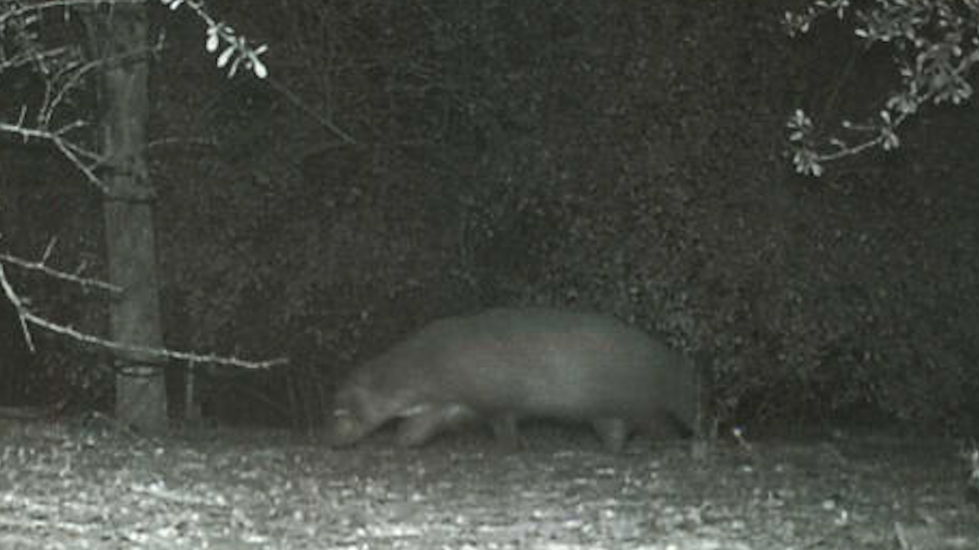Descubren una criatura misteriosa captada en el Parque Estatal Bentsen ...
