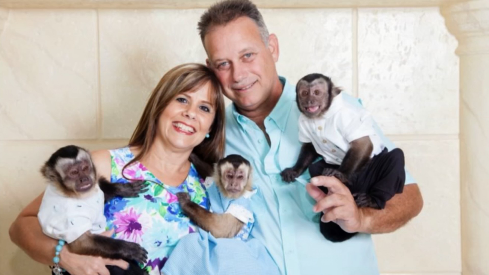 Limbani, el chimpancé con más de 260,000 seguidores en redes | Shows ...