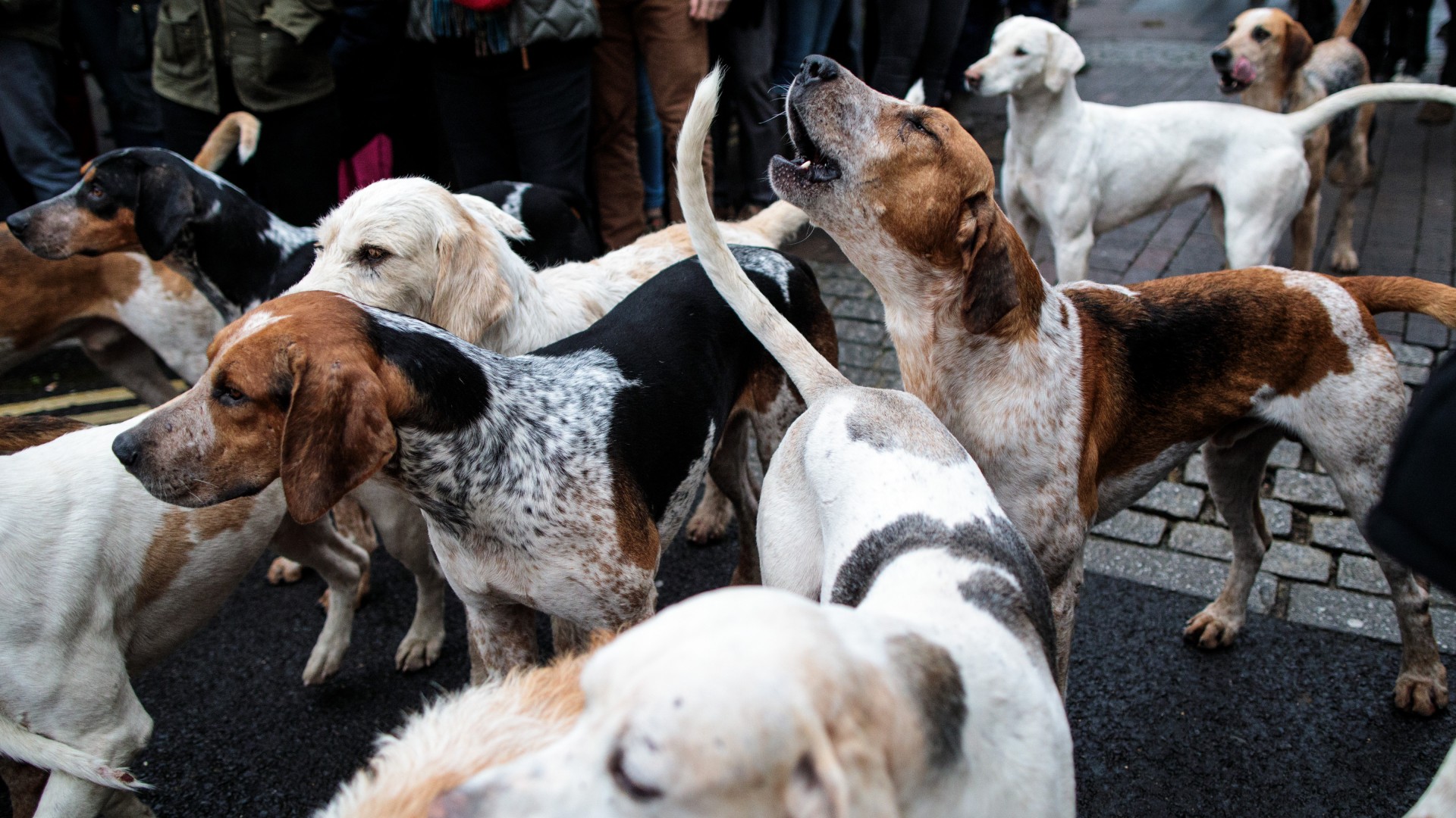 Quieres un perro pero tienes dudas, ahora puedes "rentarlo" por un día ...