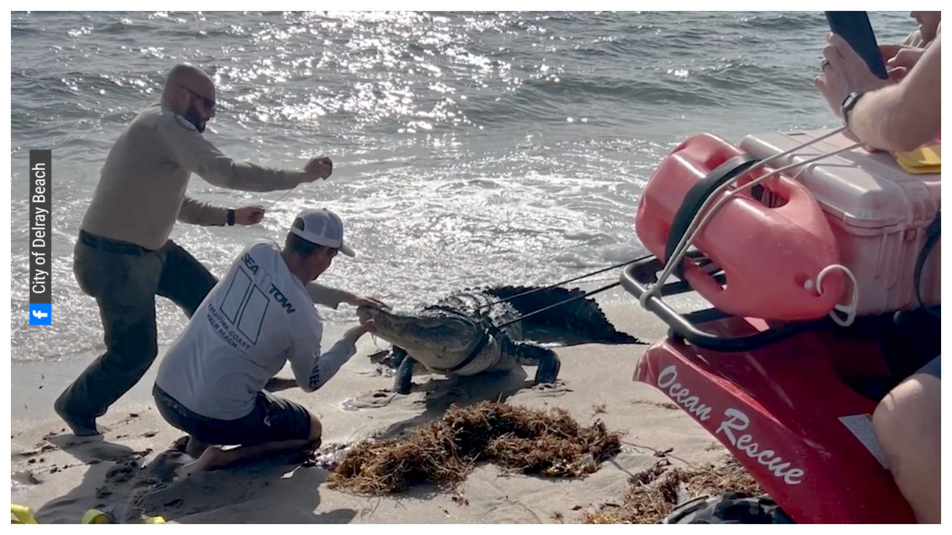 Capturan enorme caimán que deambulaba en una playa del sur de Florida ...