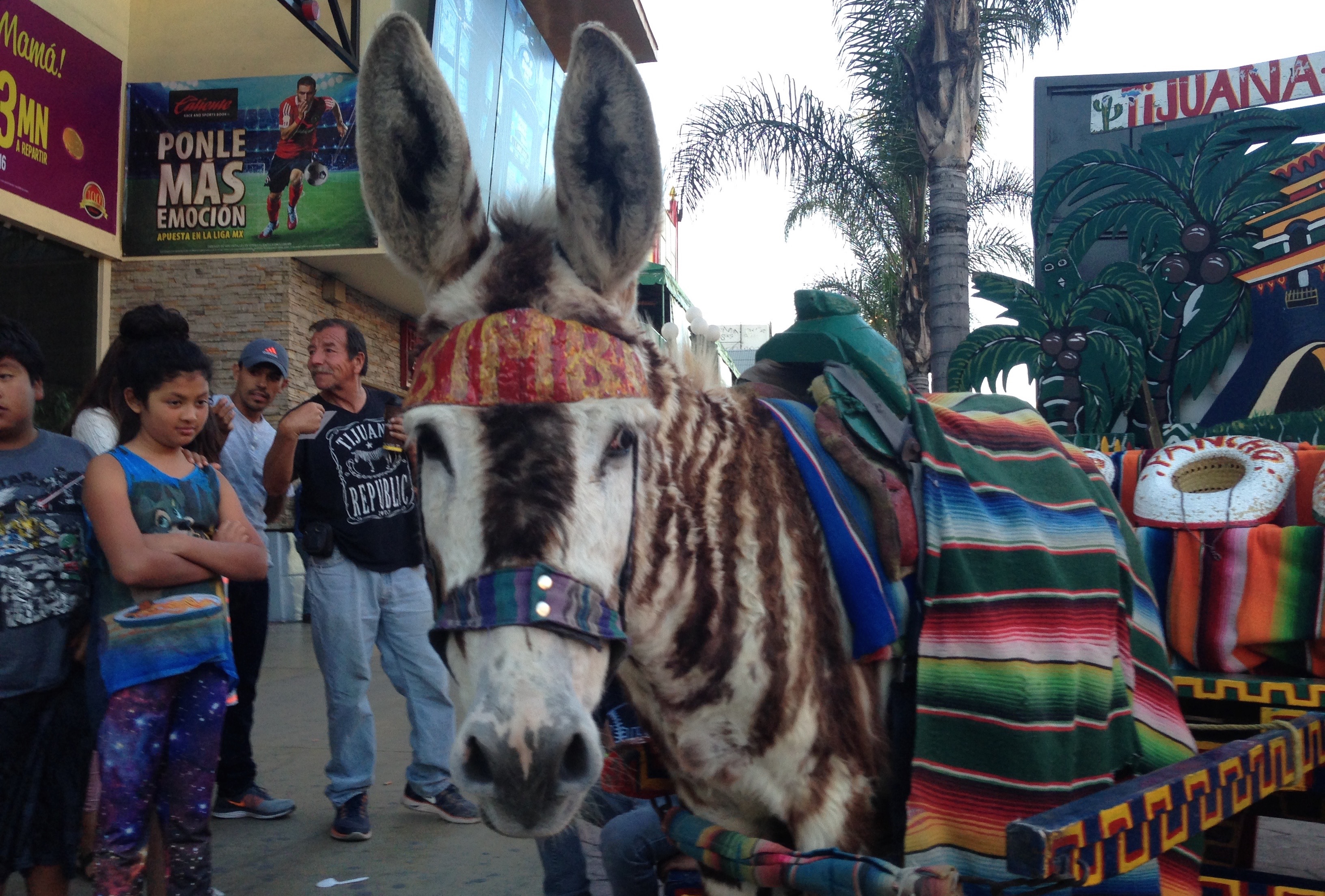 Los burro-cebras de Tijuana | Fotos | Univision 34 Los Angeles KMEX ...