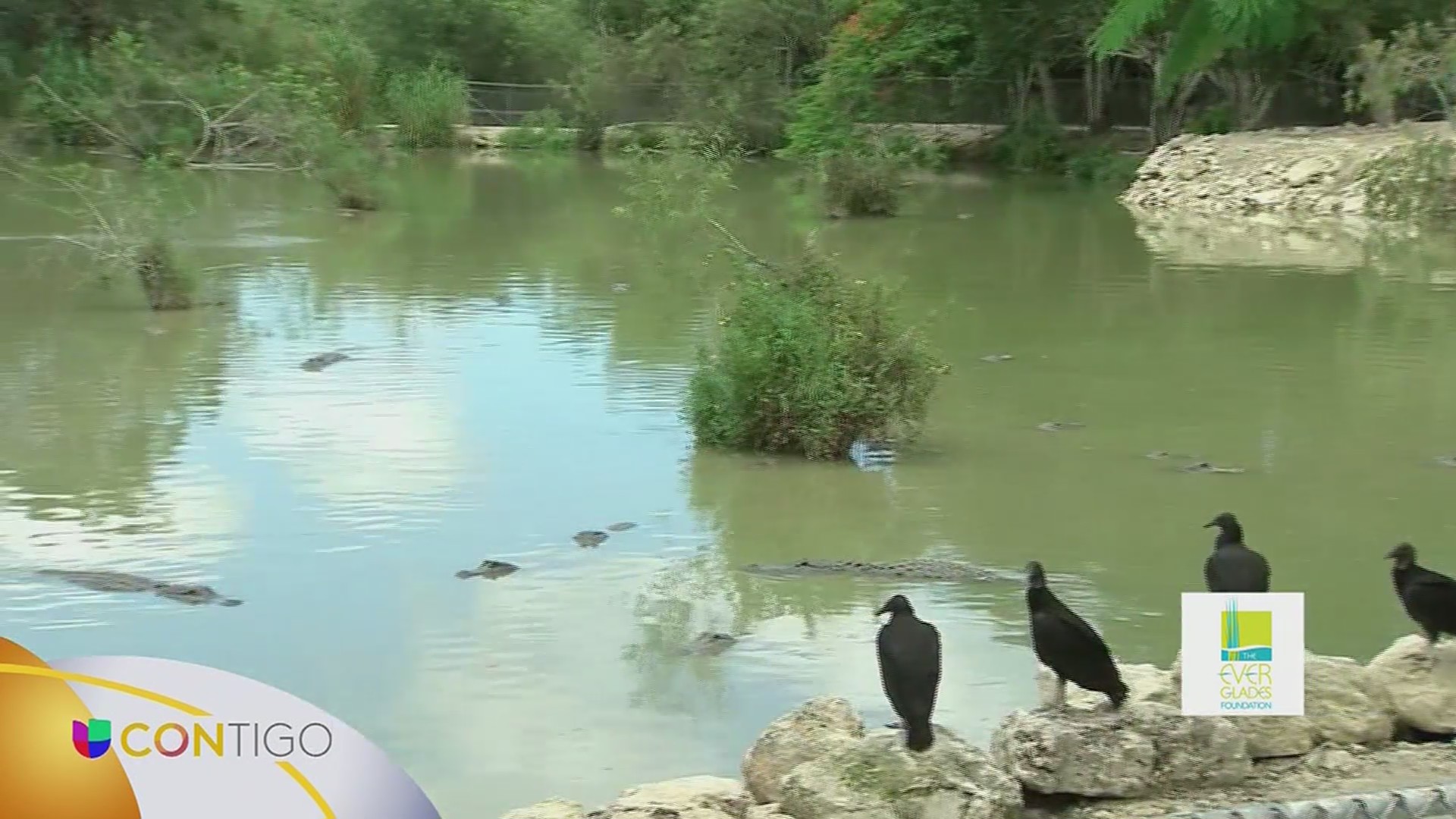 Conoce el programa educativo de la Fundación Everglades | Video | Univision 23 Miami WLTV ...