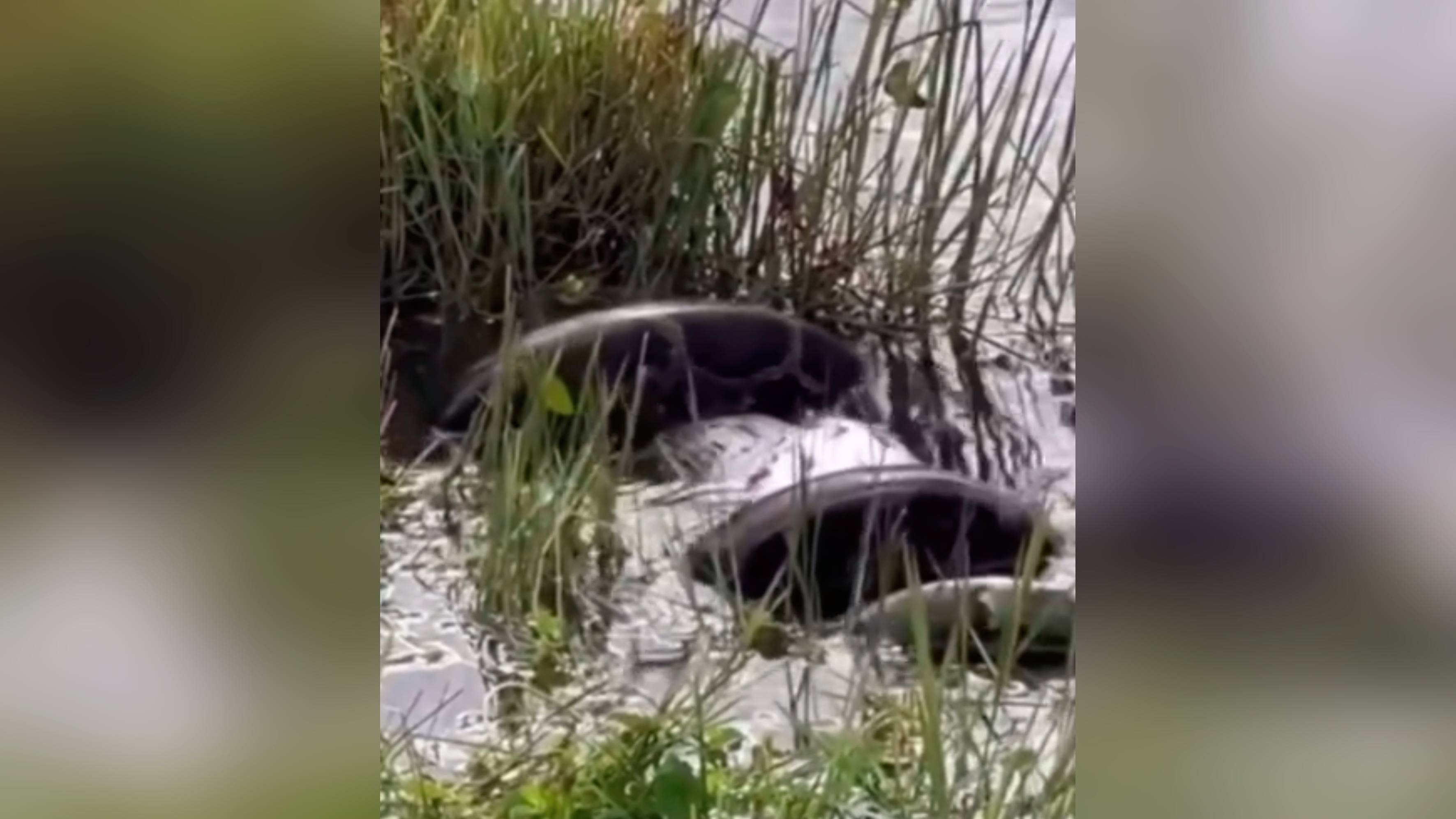 Enorme pitón es vista en Doral comiéndose un pato | Video | Univision ...