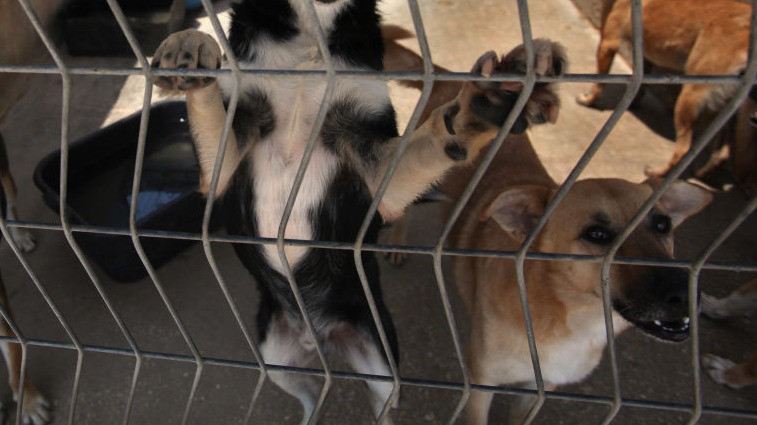 Tonya Grose: hallan más de 40 animales en una casa de Altamonte Springs ...