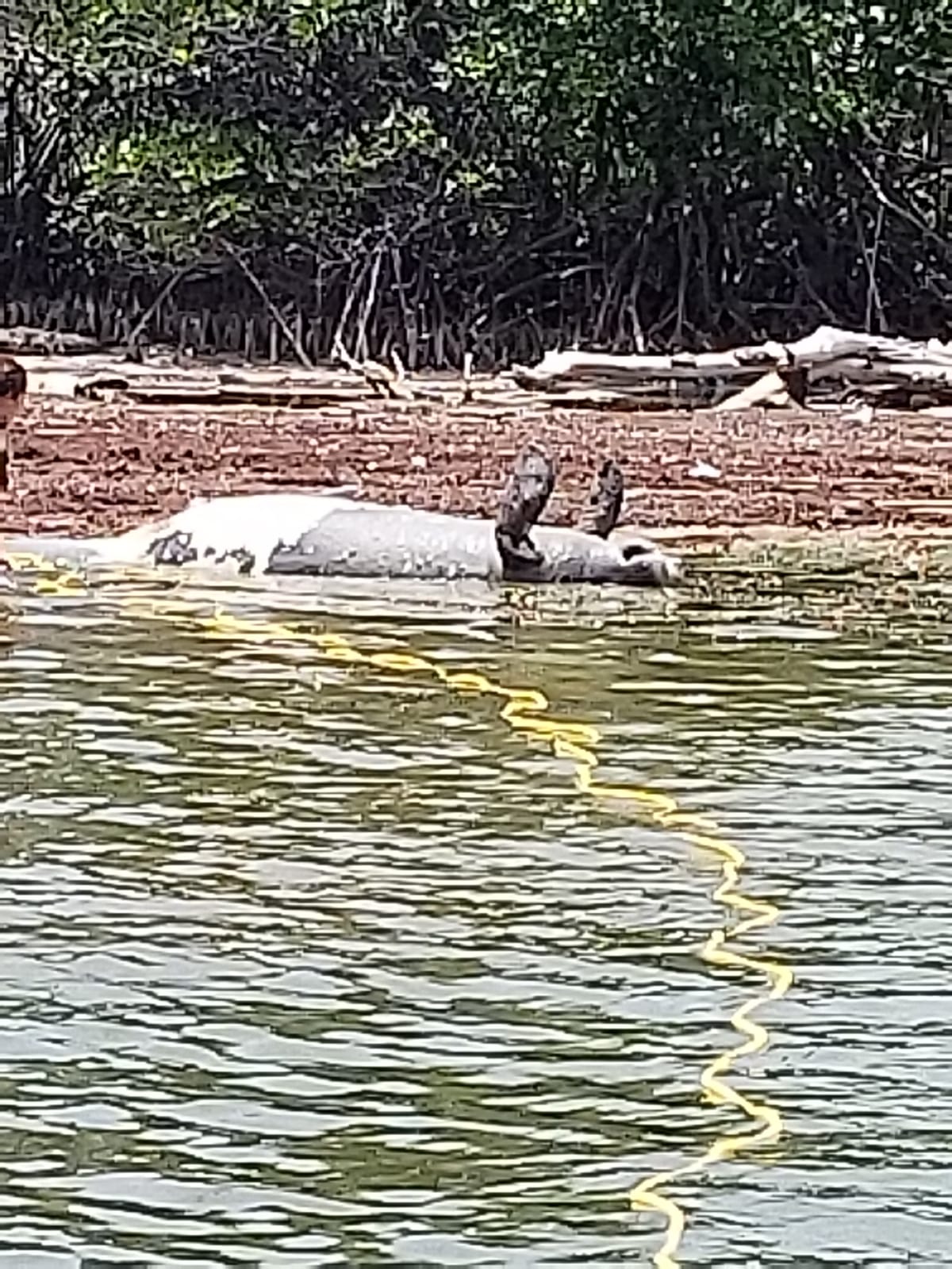 Hallan manatí muerto en La Parguera | Fotos | Univision Puerto Rico ...