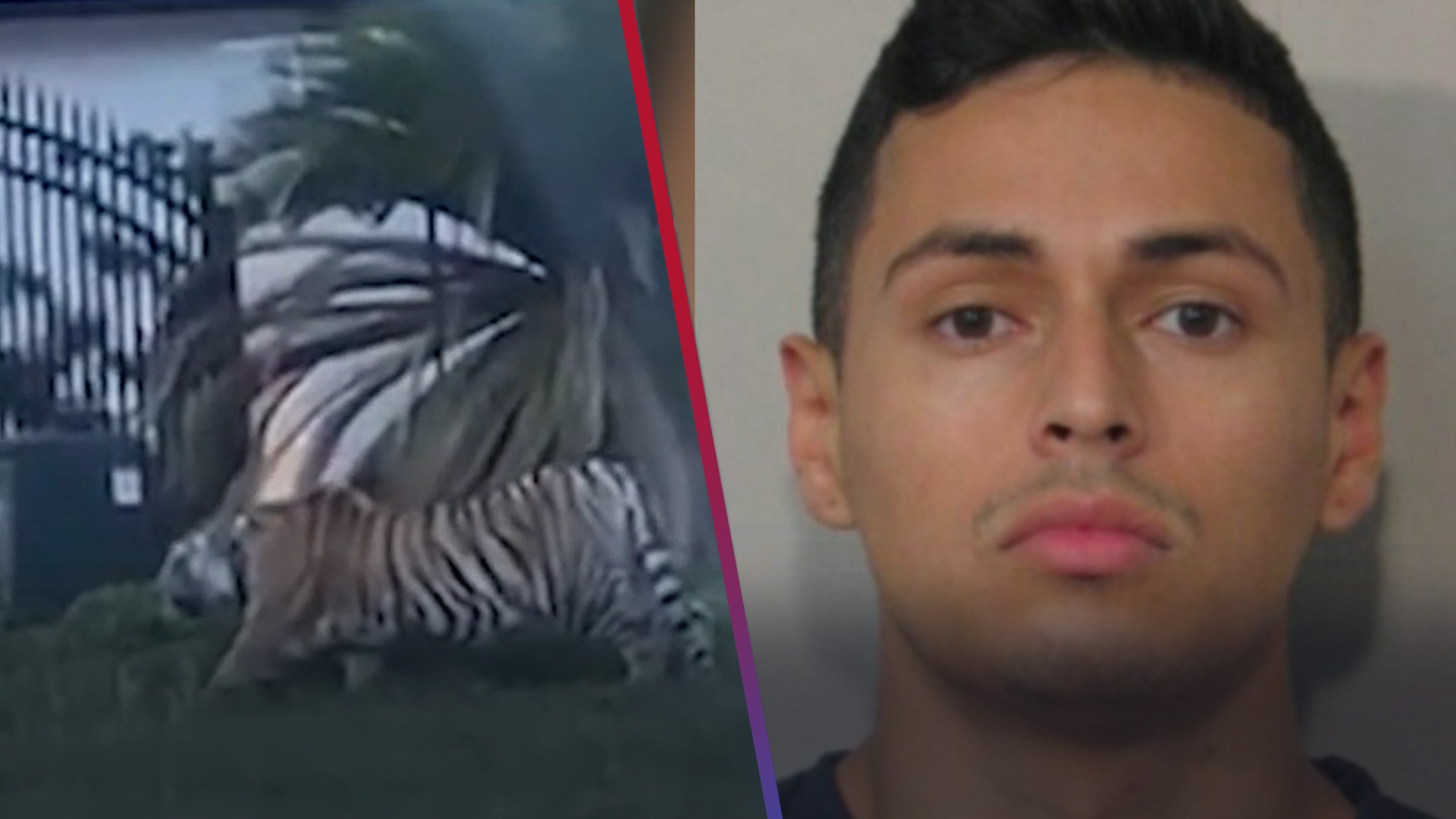 Video muestra el terror que produjo un tigre suelto en área residencal ...