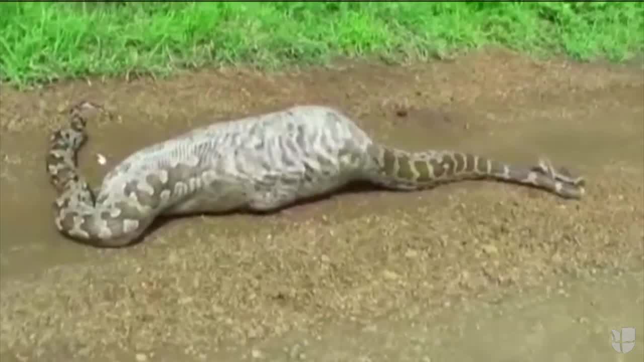 Pitón en la India se come un antílope | Noticias Univision Trending ...