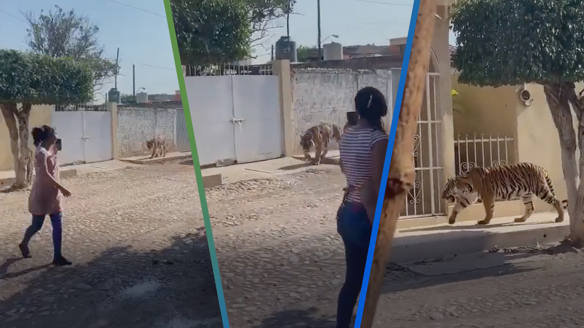 Tigre de bengala se pasea por las calles de Nayarit, México y ...