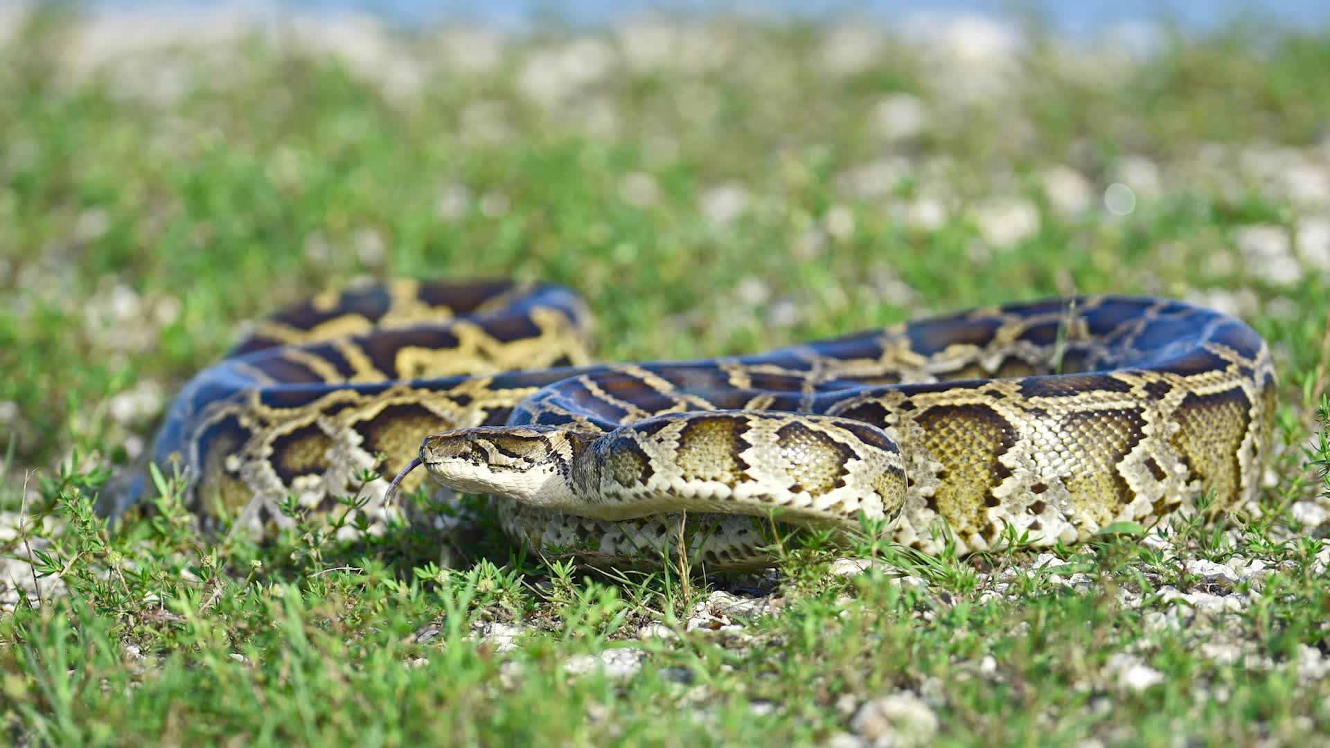 Ya sabemos quién es el ganador del 'Florida Python Challenge 2022, es ...