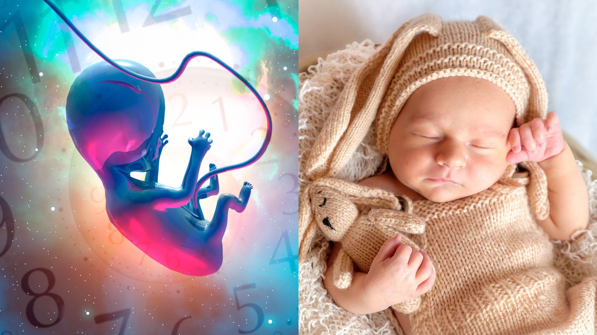 Descubre cómo es el desarrollo de tu bebé semana a semana durante la ...