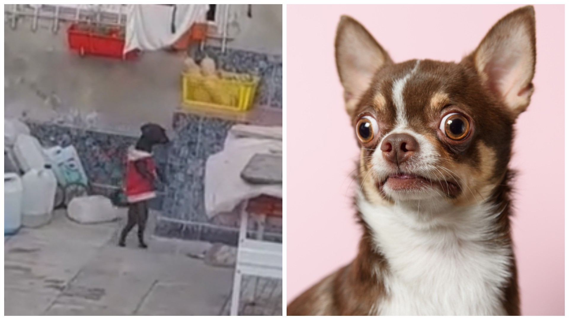 Captan a perrito caminando como si fuera un humano: video viral aterra ...