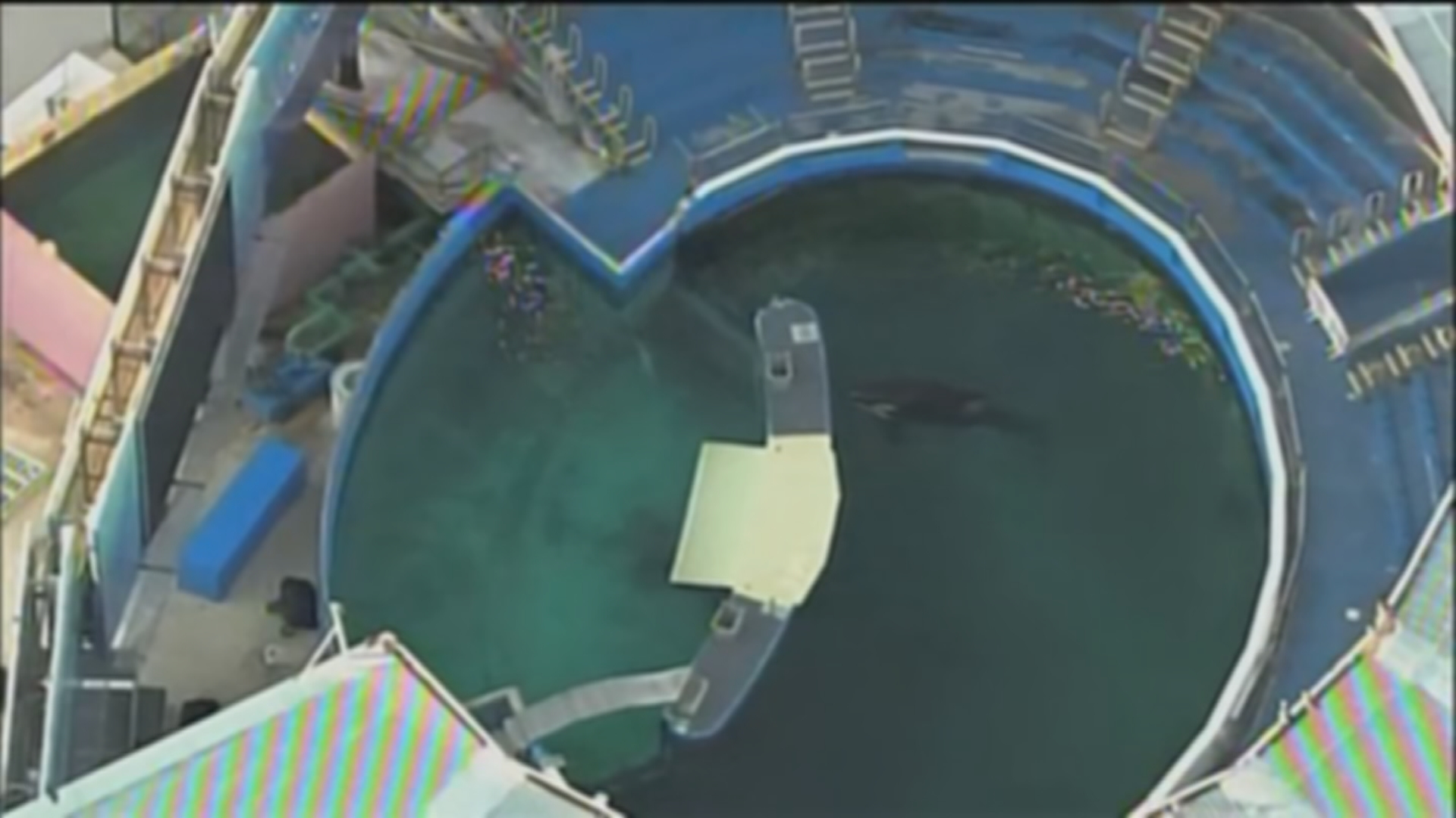 Lolita, la famosa orca del Miami Seaquarium, estaría a punto de ser ...