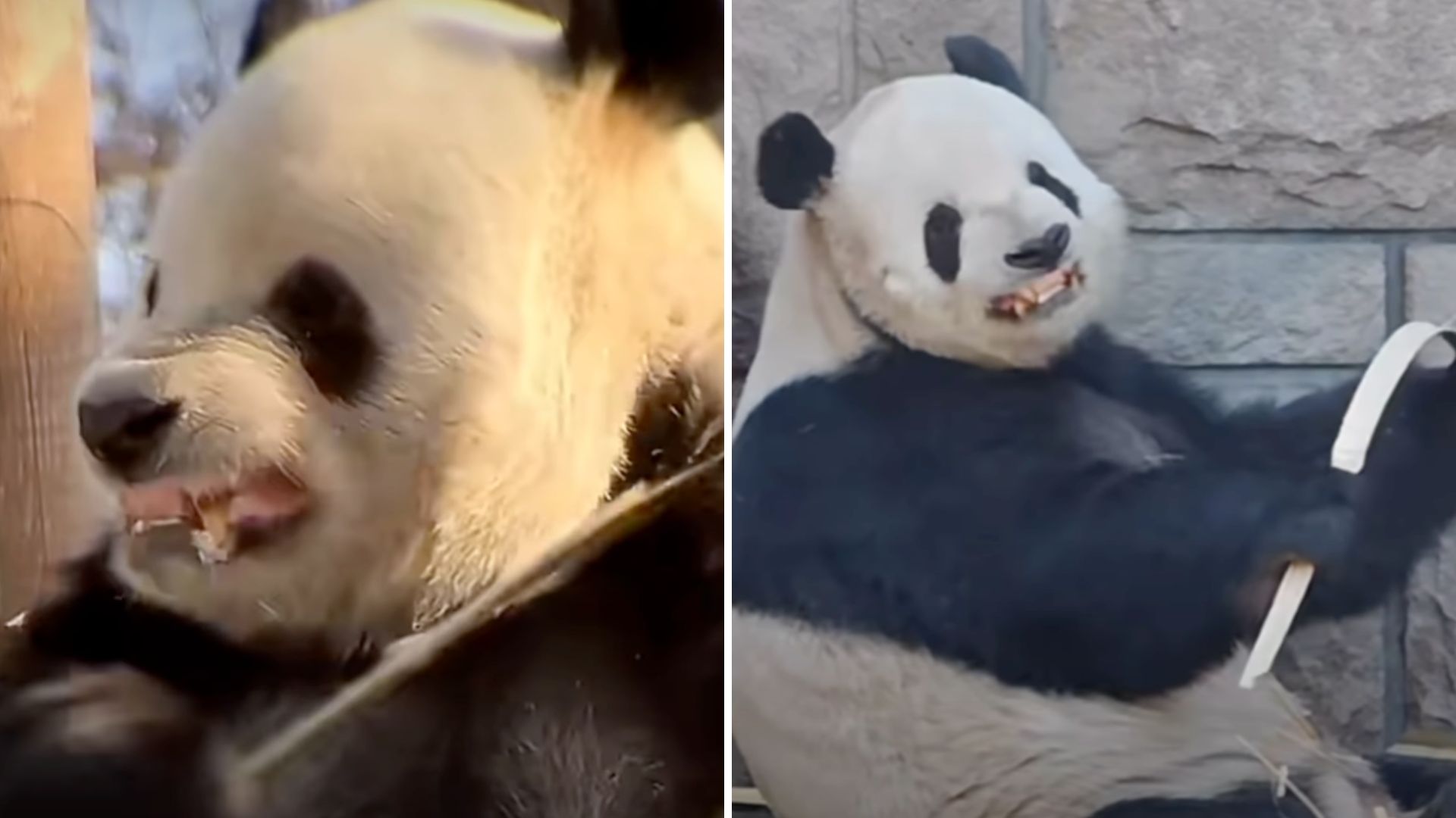 Oso panda se hace viral por enseñar los dientes e imitar a su cuidador ...
