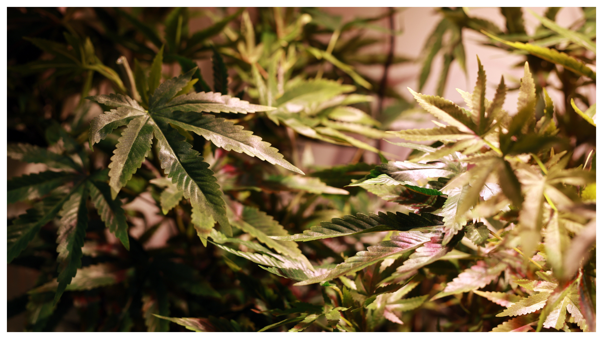 DEA reclasifica la marihuana como una "droga menos peligrosa ...