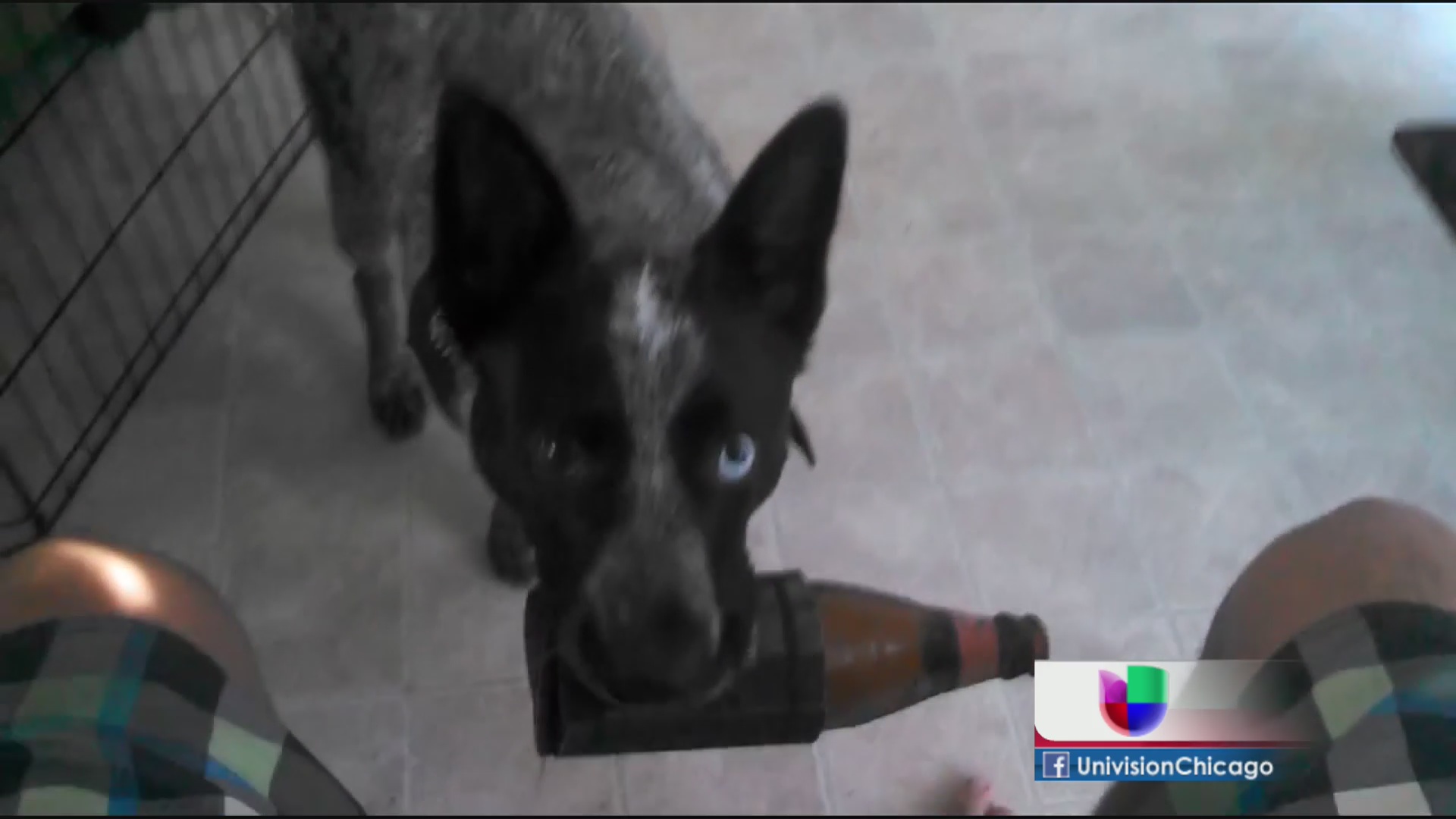 Viral:Perro le sirve cerveza a su dueño | Video | Univision Chicago ...