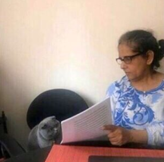 ¿Cuál es el origen del meme del gato y su examen? | Telehit Home Viral ...