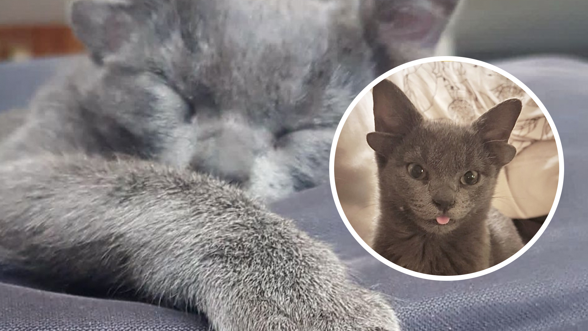 Conoce a Midas, una gata de cuatro orejas que ha conquistado las redes ...