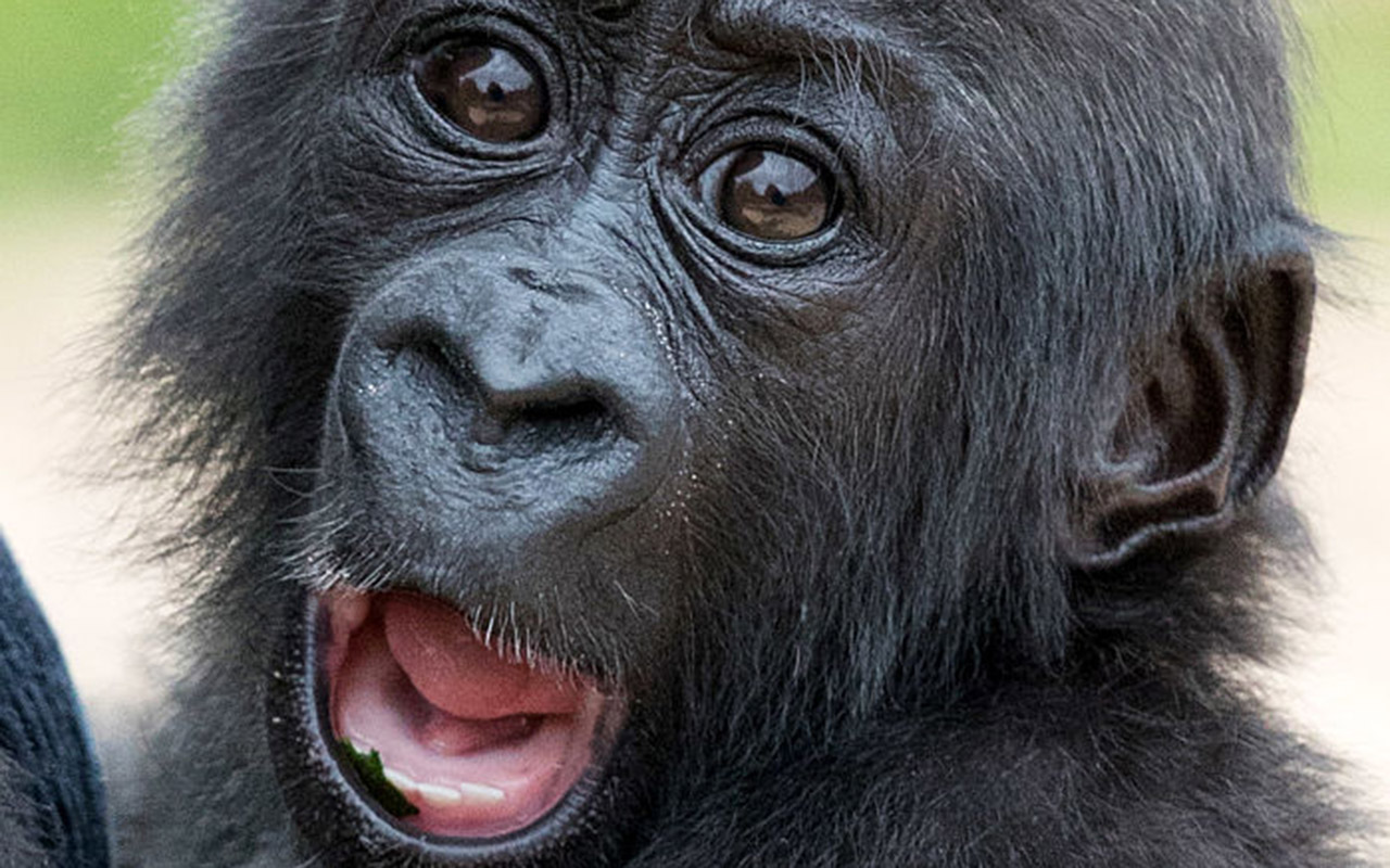 Descubren por qué los simios no pueden hablar a pesar de tener cuerdas ...