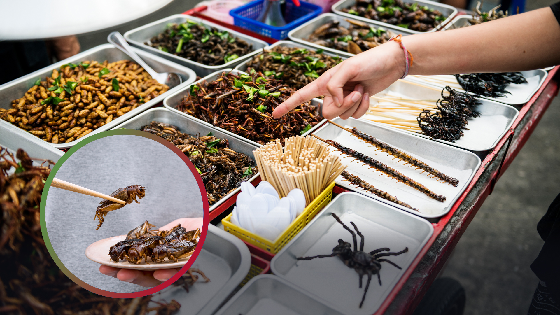 Insectos: La ciencia esta preparando invernaderos para comenzar a crear ...